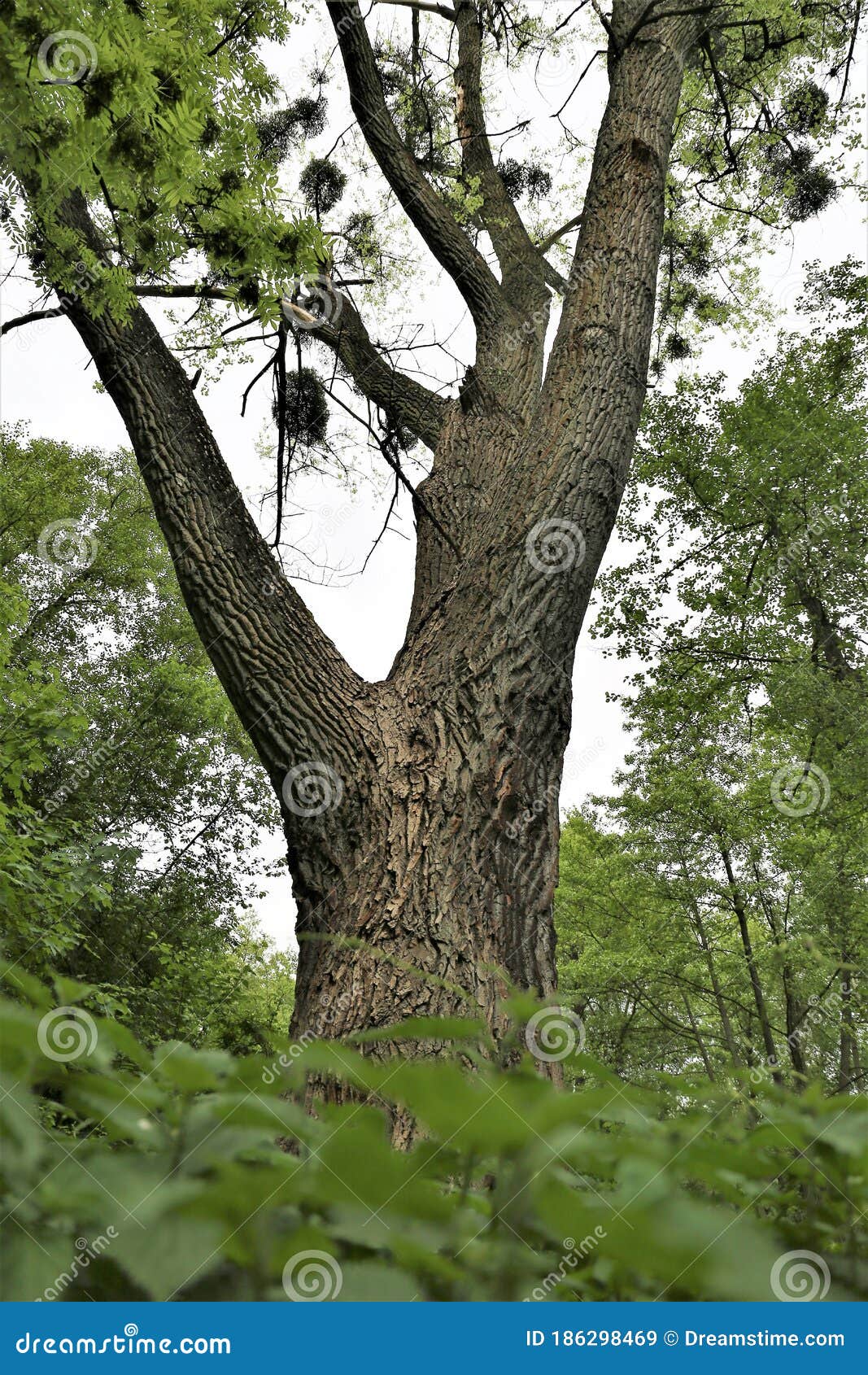 Tree in Park, Green Forest, Cortex Stock Image - Image of path, shape ...