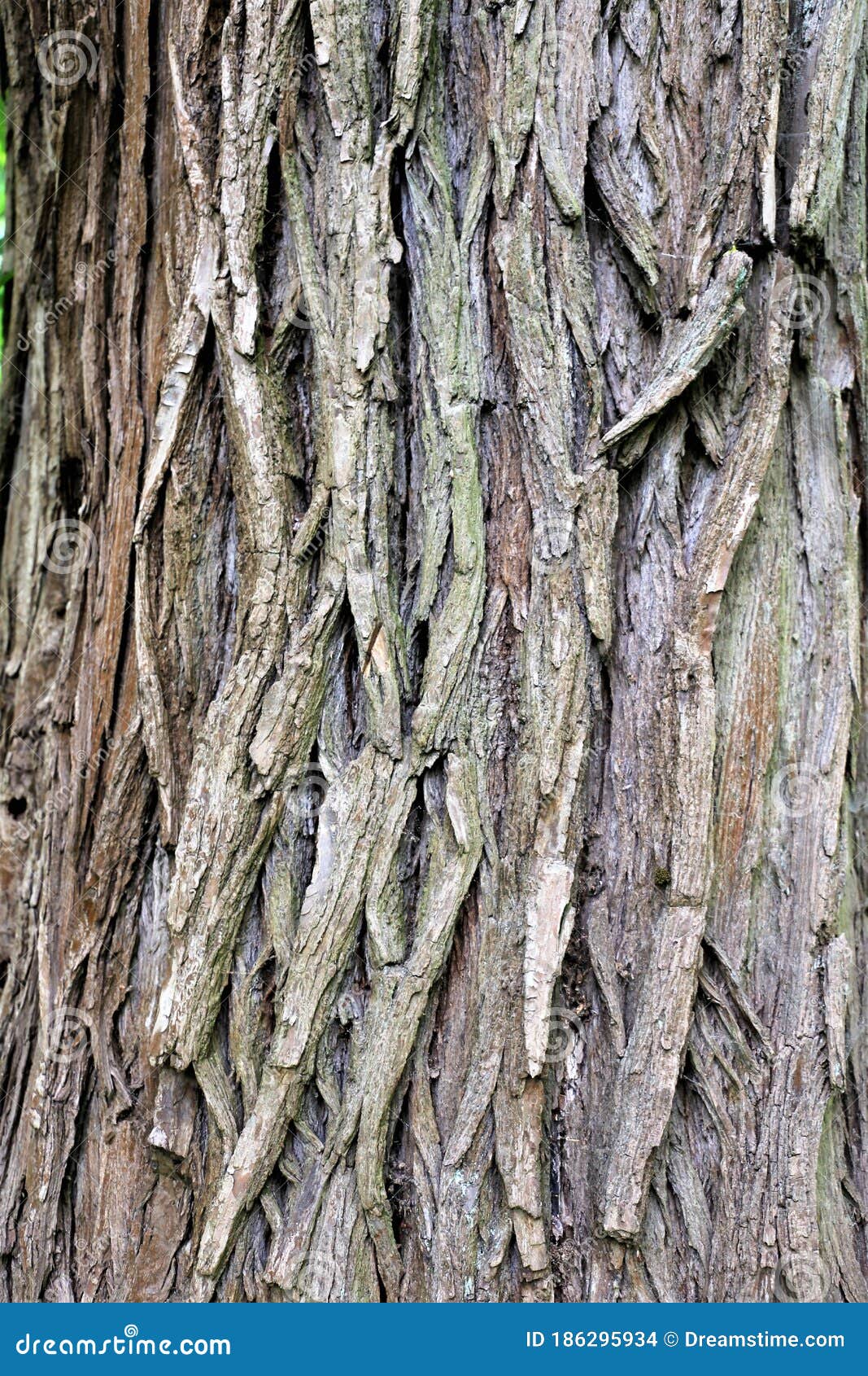 Tree in Park, Green Forest, Cortex Stock Photo - Image of special, live ...