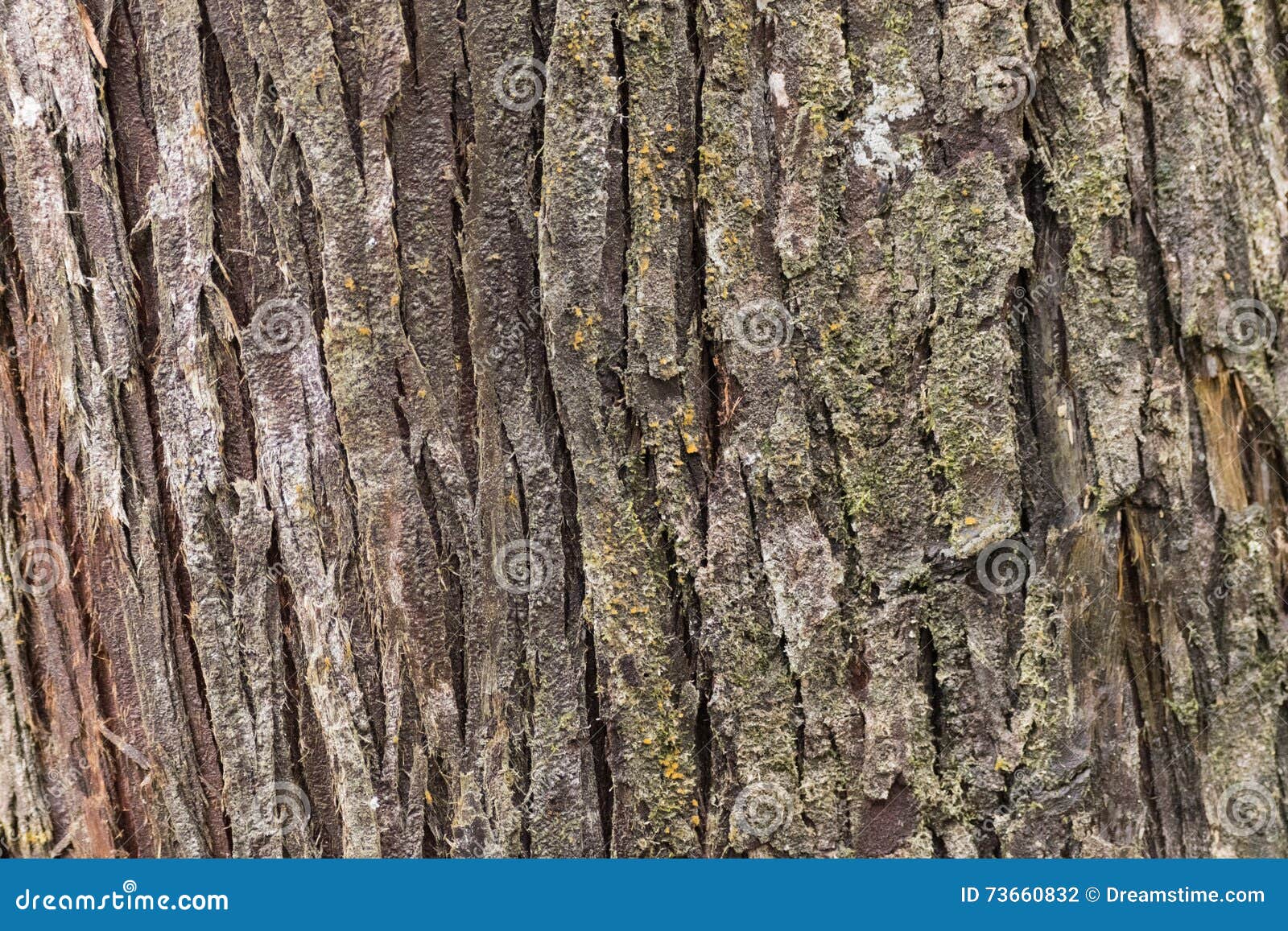 Cortex trees stock photo. Image of texture, vegetation - 73660832