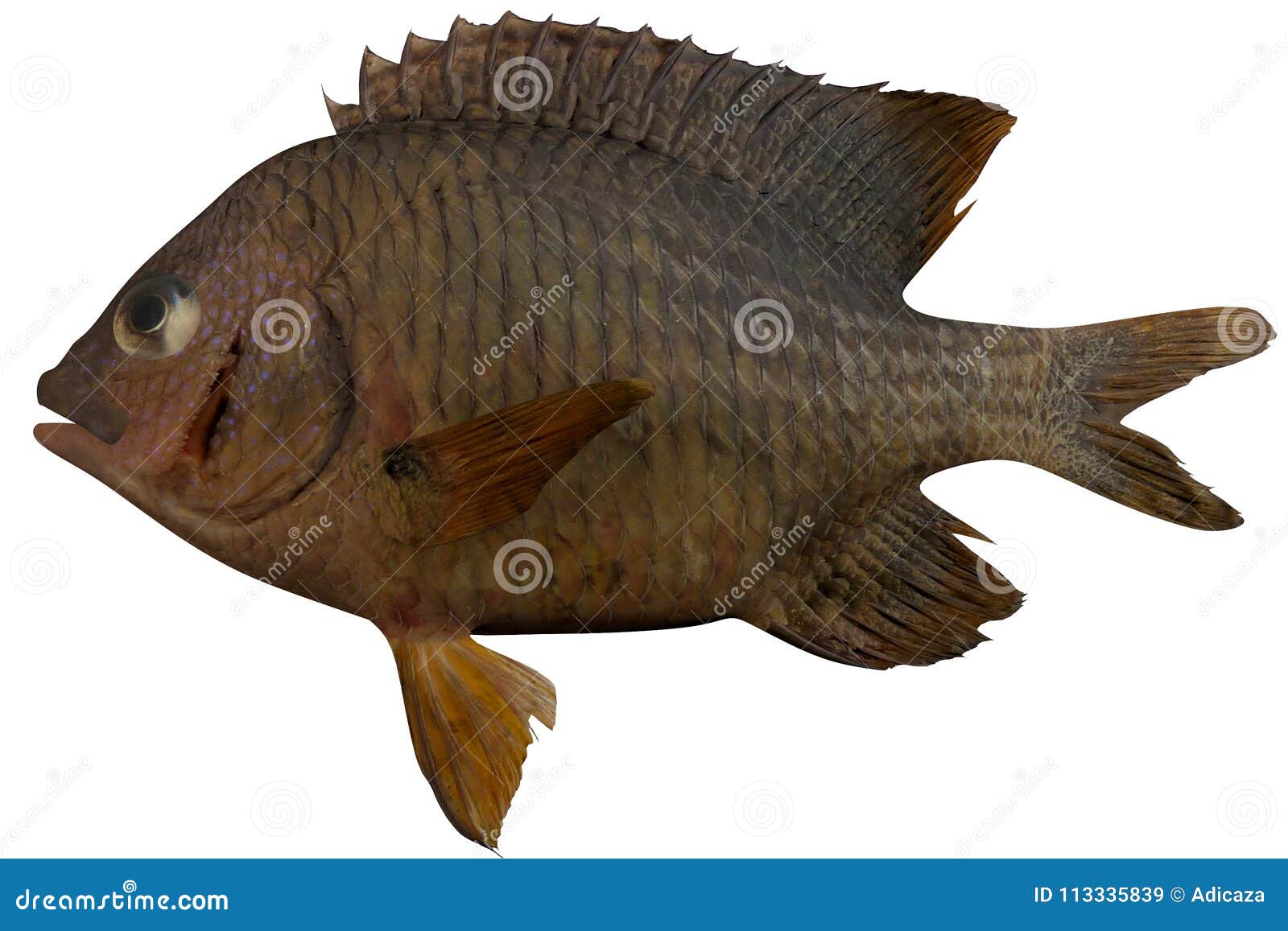 Cortez Damselfish stock image. Image of fish, white - 113335839