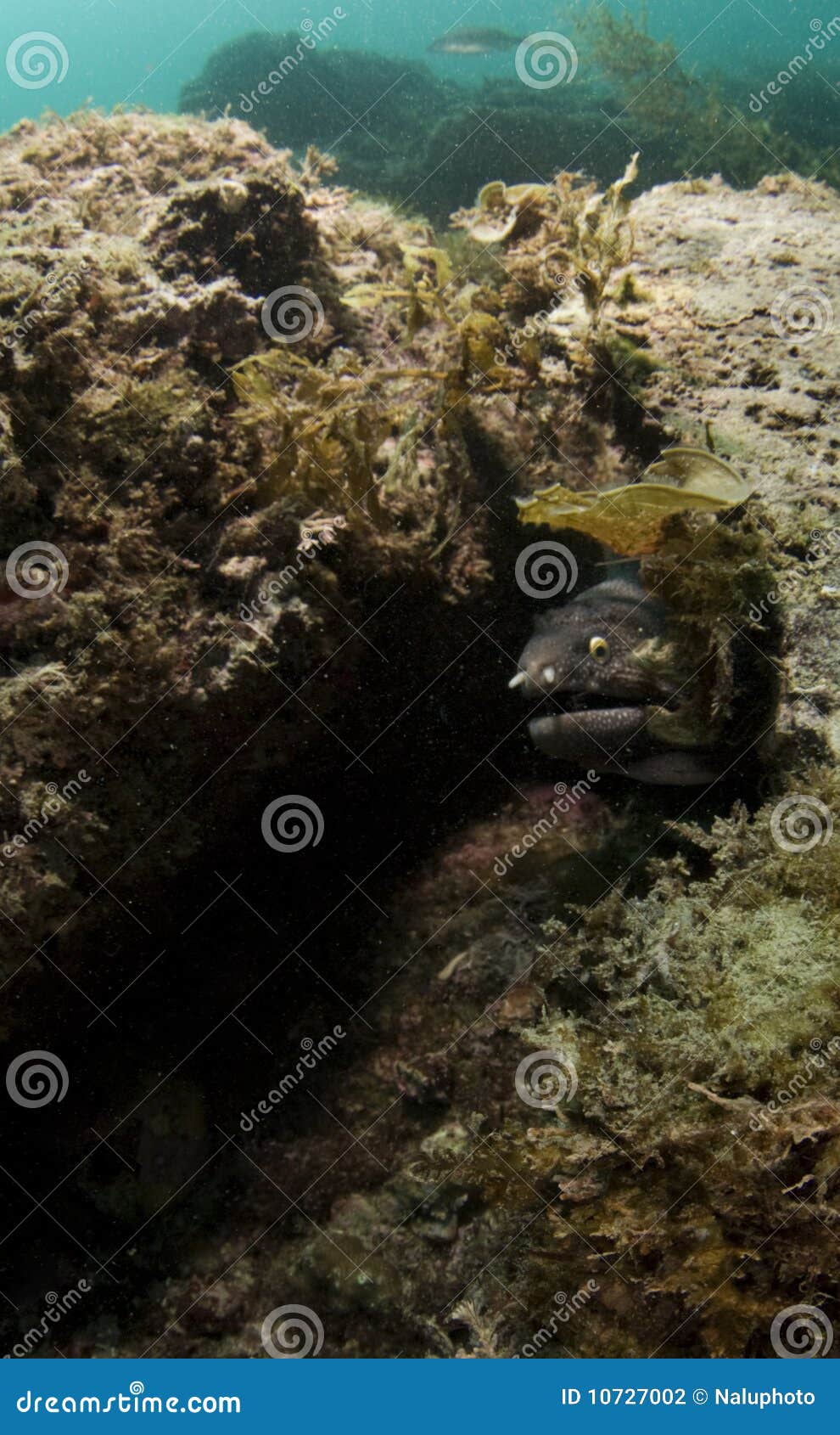 Cortez manchó Moray foto de archivo. Imagen de animal - 10727002