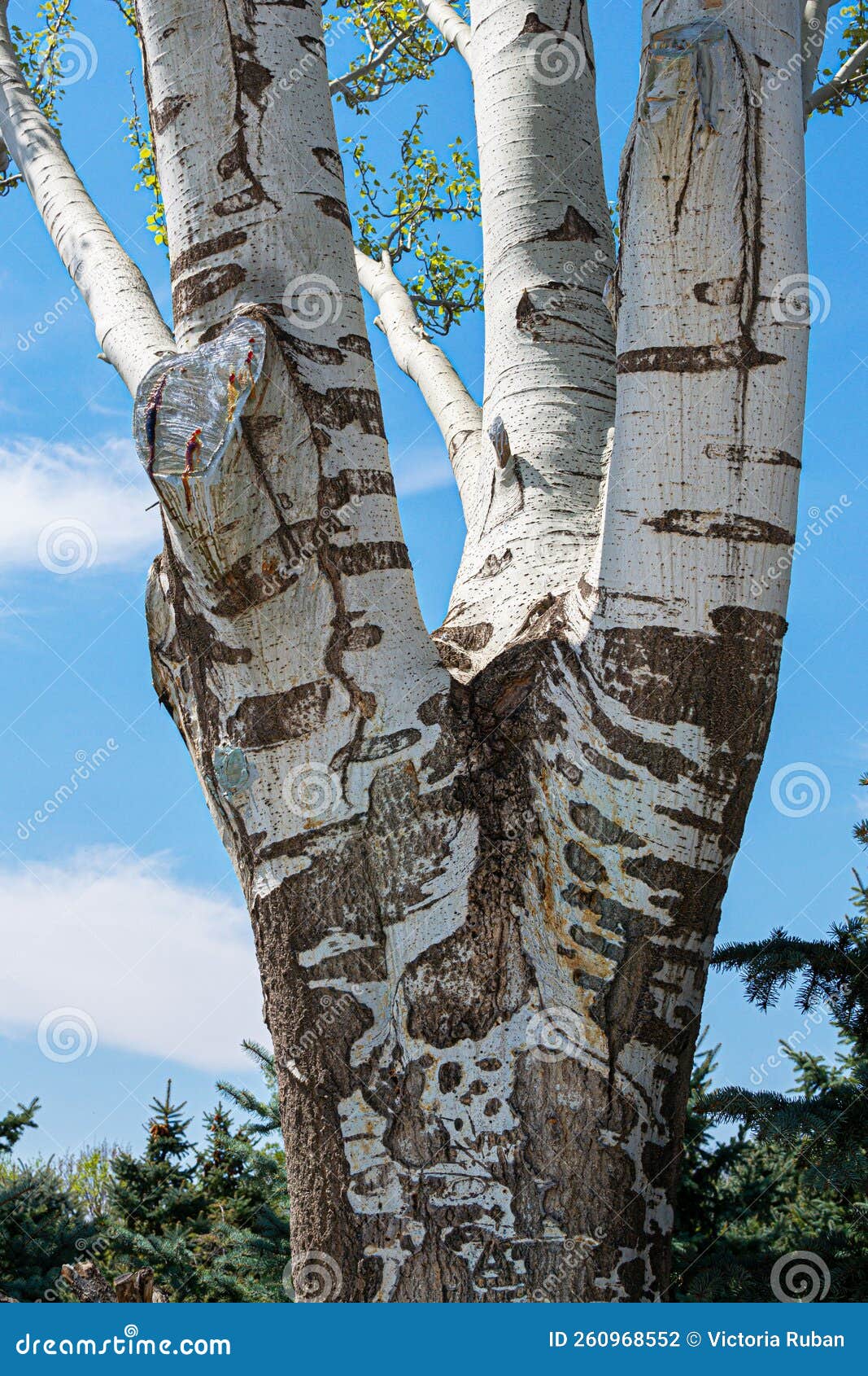 Corteza De árbol De álamo Blanco Foto de archivo - Imagen de cubo ...