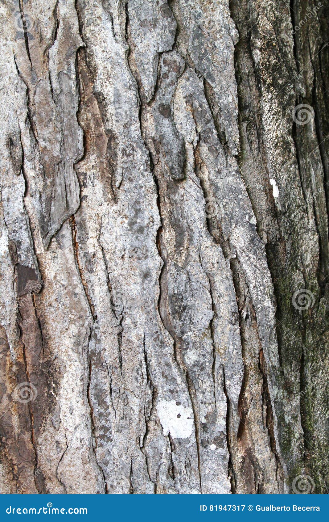 Corteza de árbol de caoba imagen de archivo. Imagen de textura - 81947317