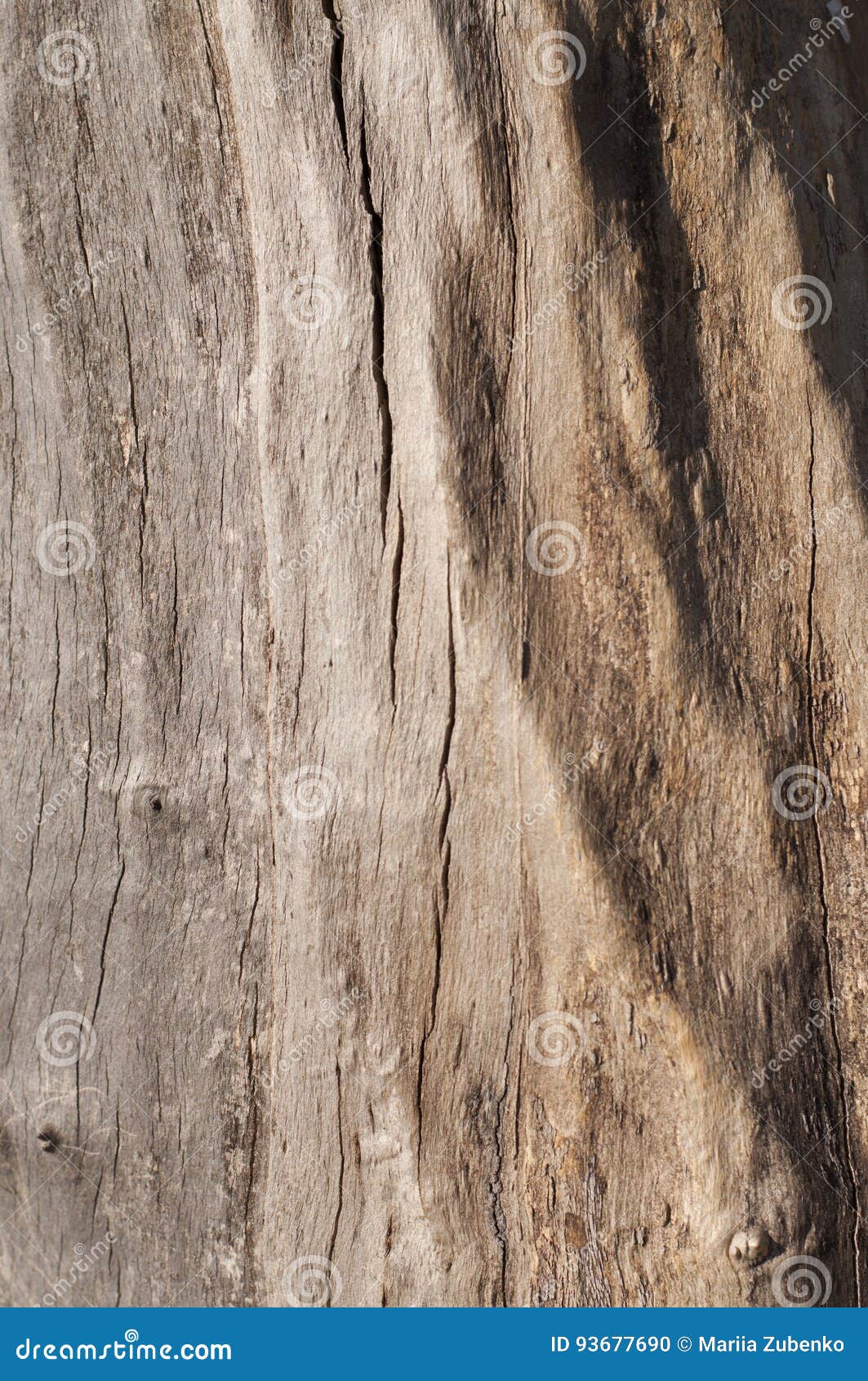 Corteza De La Madera Como Fondo Foto de archivo - Imagen de primer ...