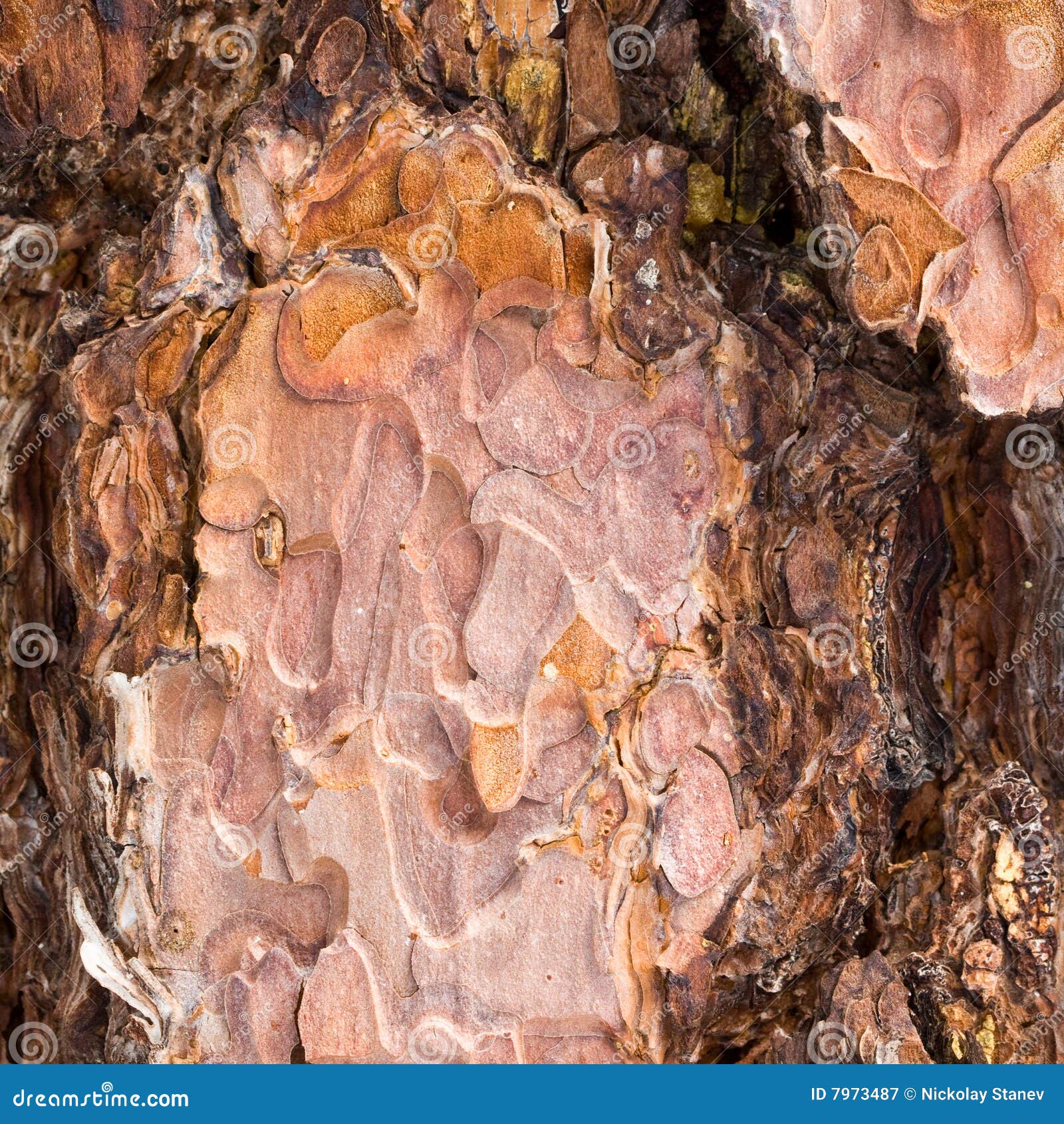 Corteza de la secoya imagen de archivo. Imagen de textura - 7973487
