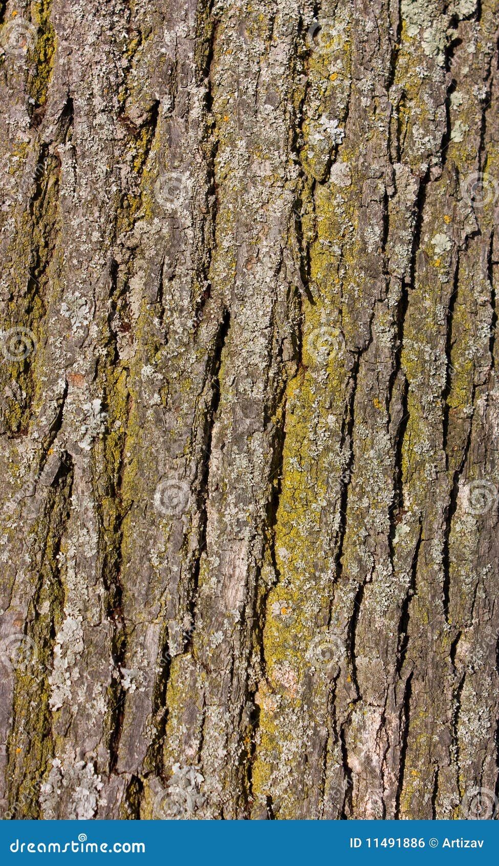 Corteza de madera foto de archivo. Imagen de imagen, fondo - 11491886