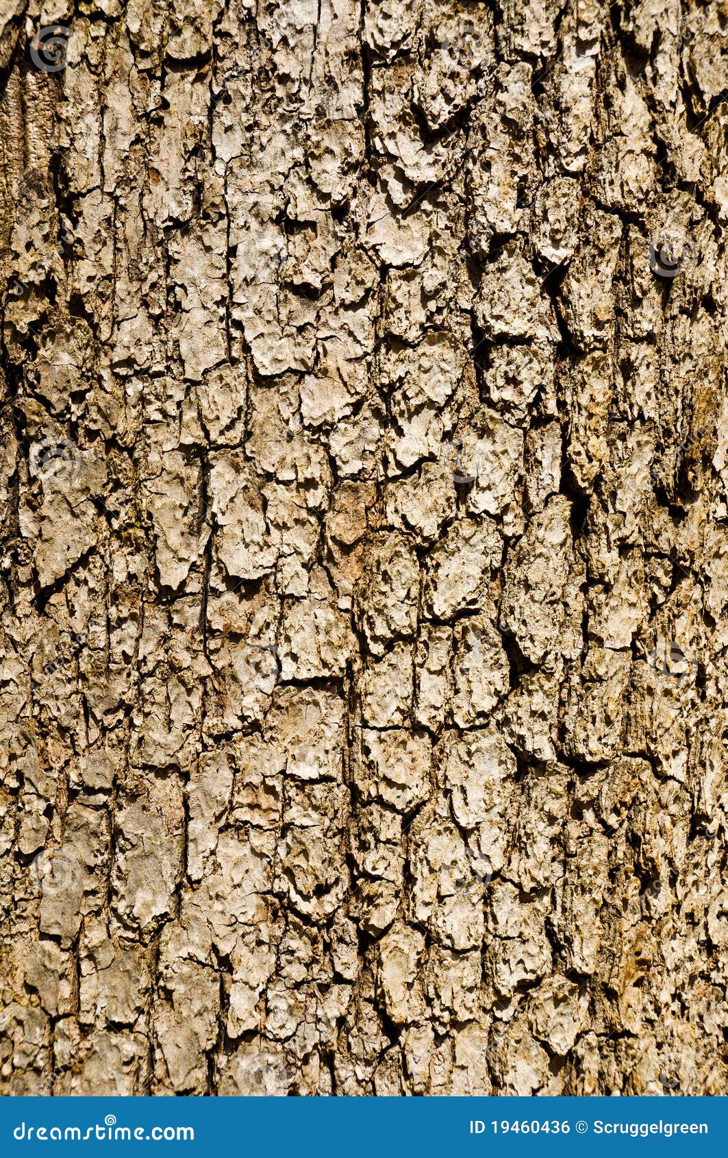 Corteza de madera foto de archivo. Imagen de ambiente - 19460436