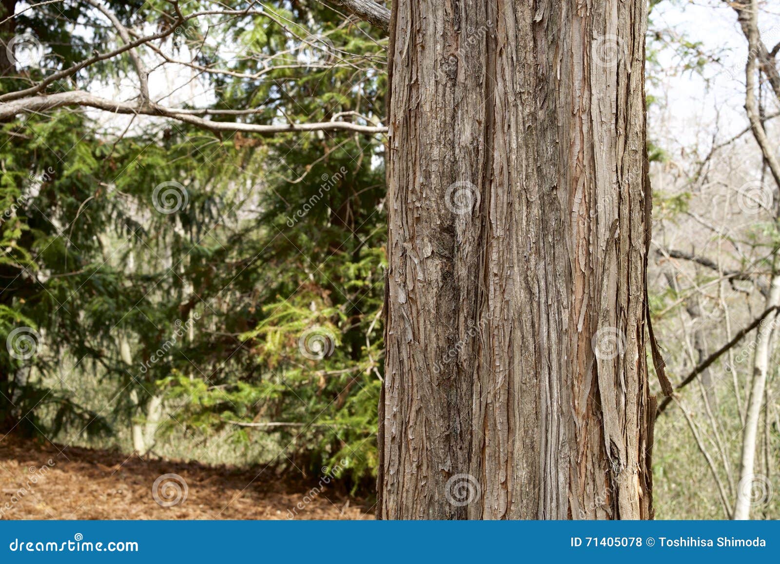 Corteza de madera foto de archivo. Imagen de superficie - 71405078