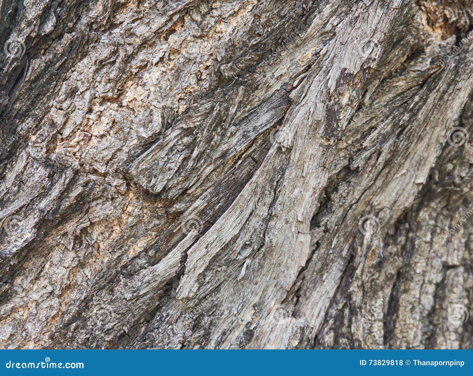 Corteza de madera foto de archivo. Imagen de seco, cubo - 73829818
