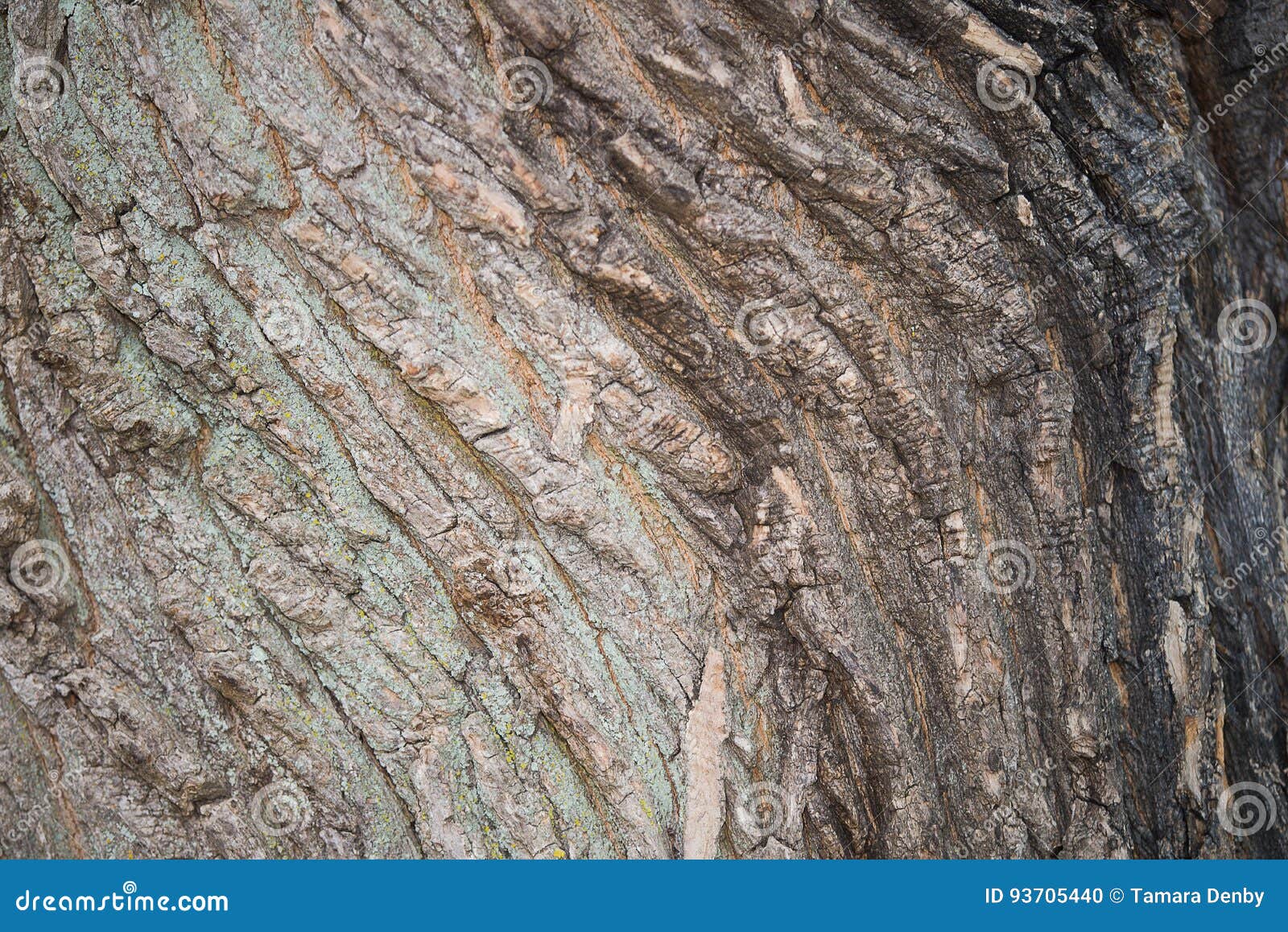 Corteza De Madera De La Textura Foto de archivo - Imagen de corteza ...