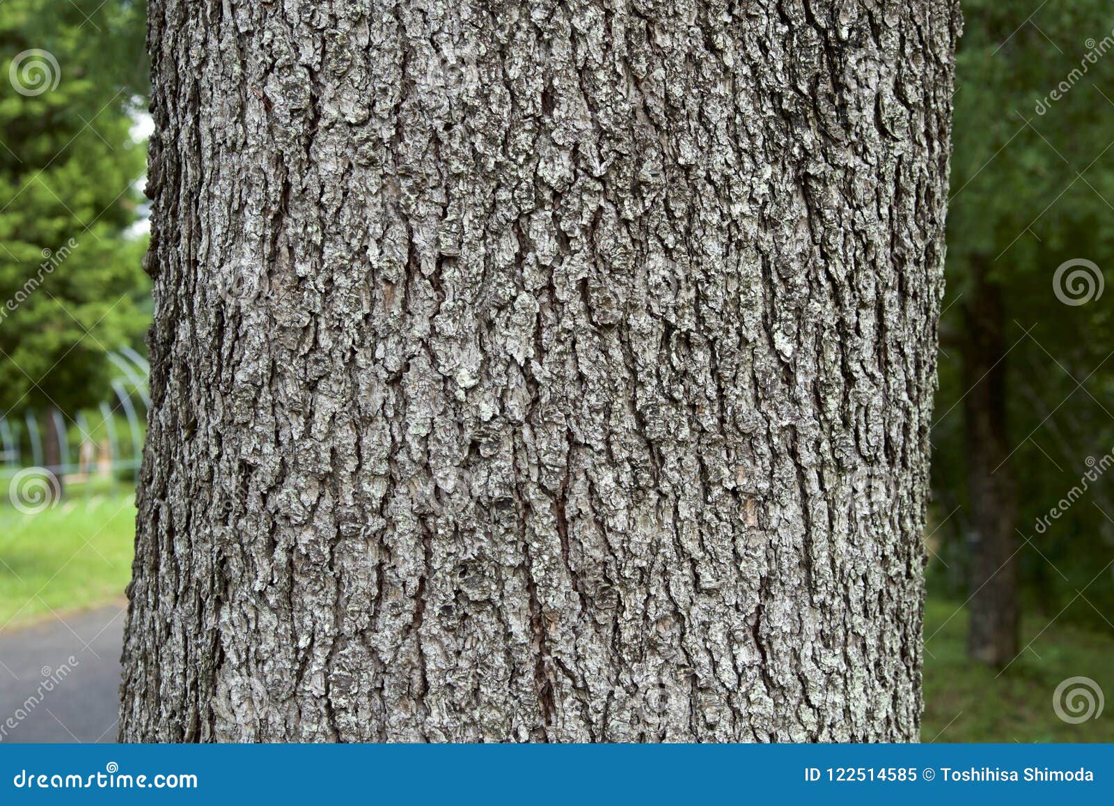 Corteza De Madera Del Cedro Imagen de archivo - Imagen de entonado, primer: 122514585