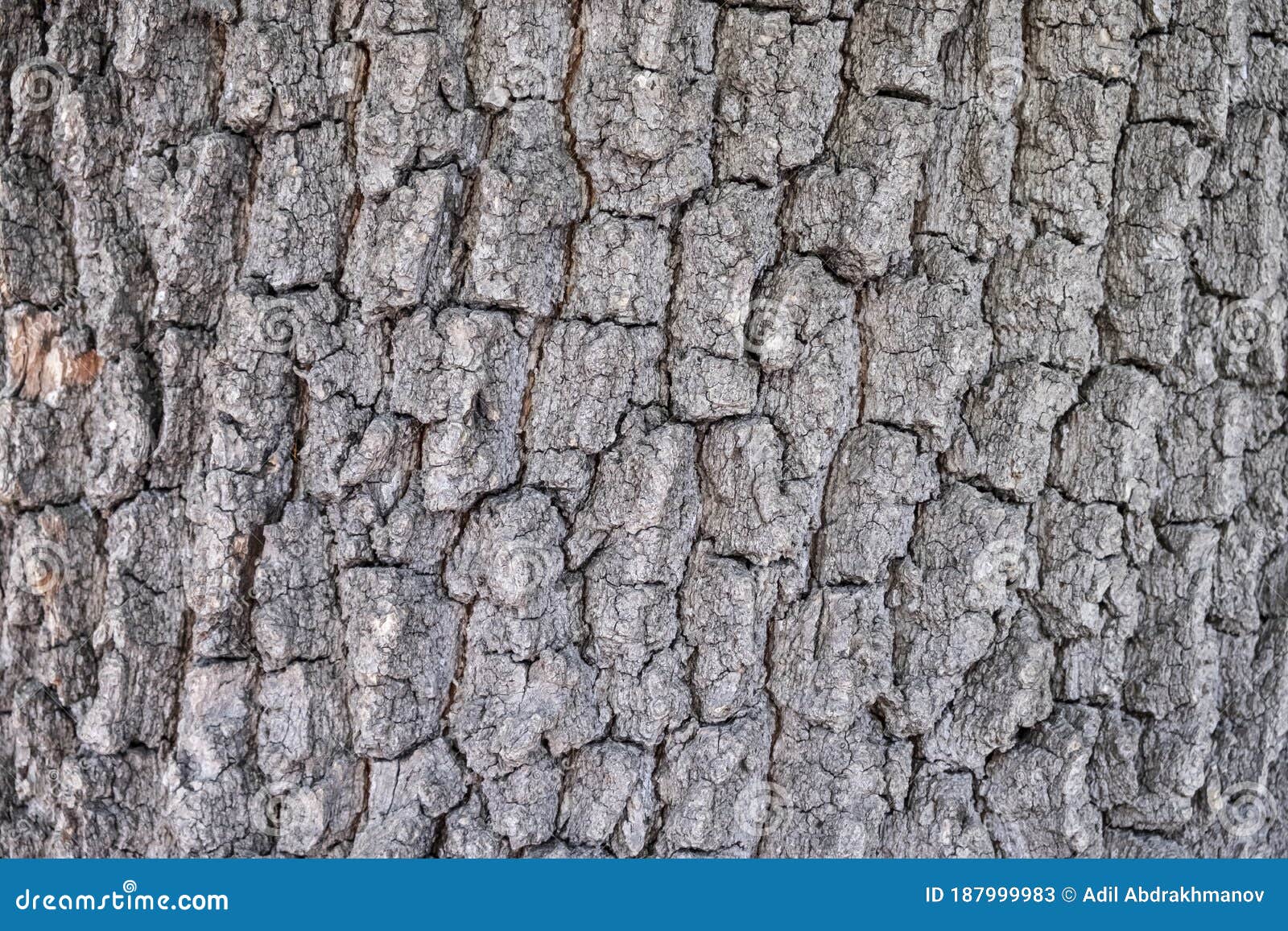 Corteza de roble. imagen de archivo. Imagen de viejo - 187999983
