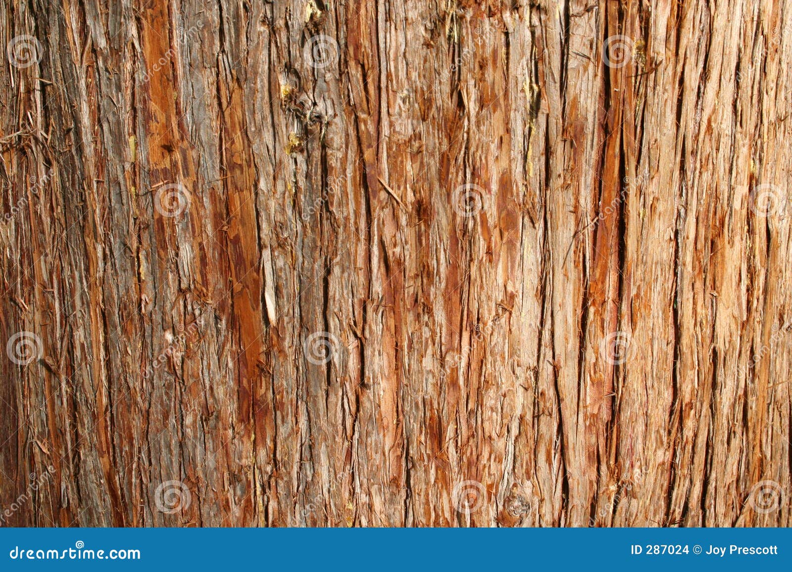 Corteza del cedro foto de archivo. Imagen de fibra, madera - 287024