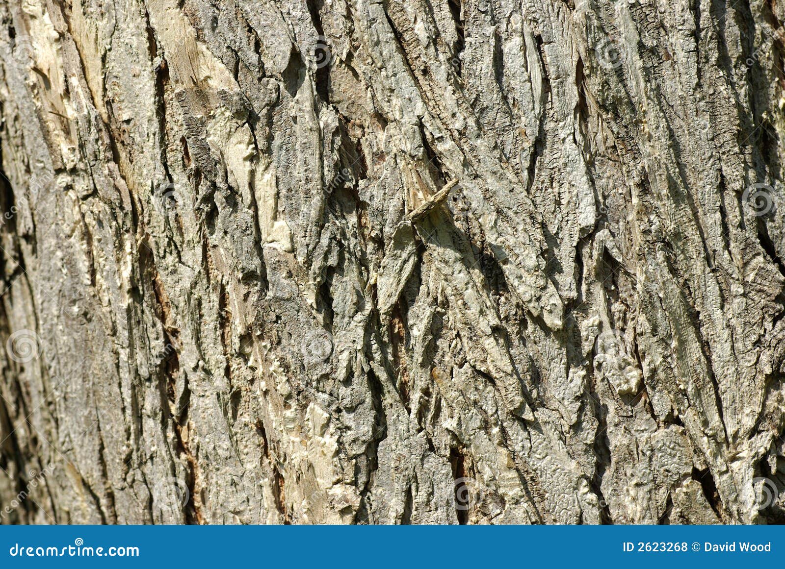 Corteza Del Roble Imagen. Imagen: 2623268