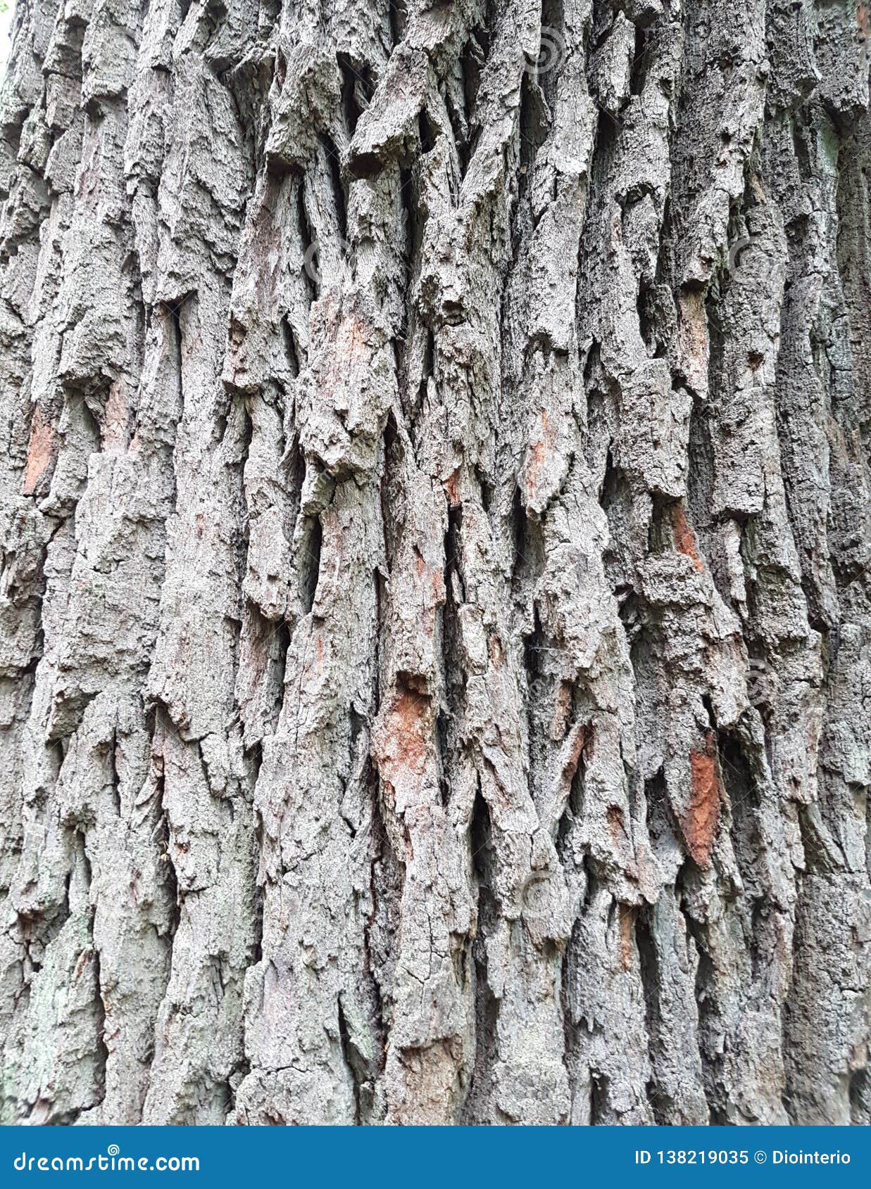 Corteza Del Roble Textura Natural Imagen de archivo - Imagen de gris ...