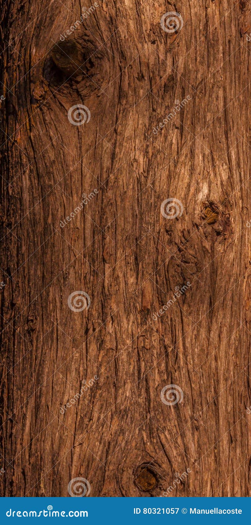 Corteza Del Tronco Del Cedro Imagen de archivo - Imagen de mano ...