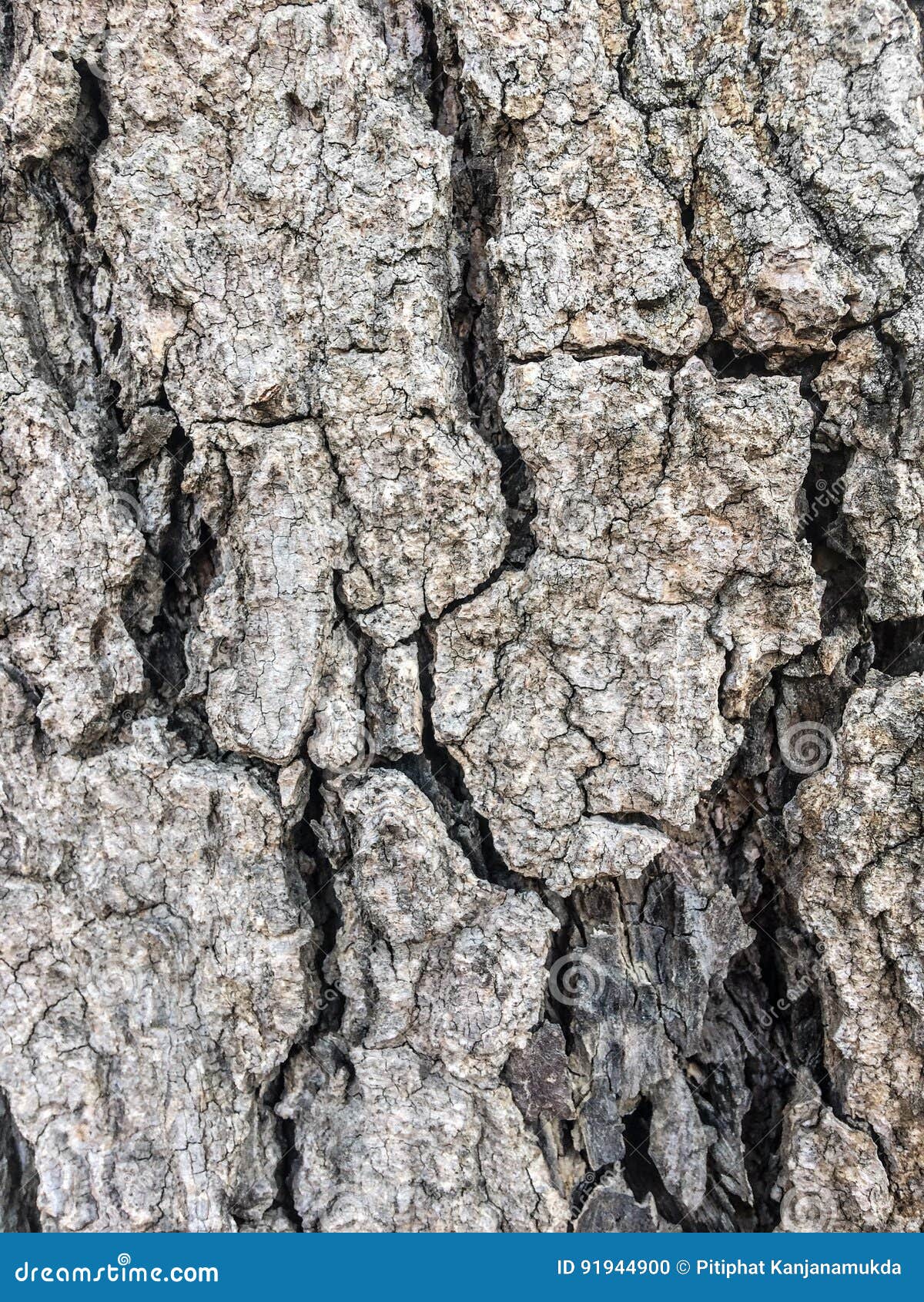 Corteza seca y agrietada foto de archivo. Imagen de agrietado - 91944900