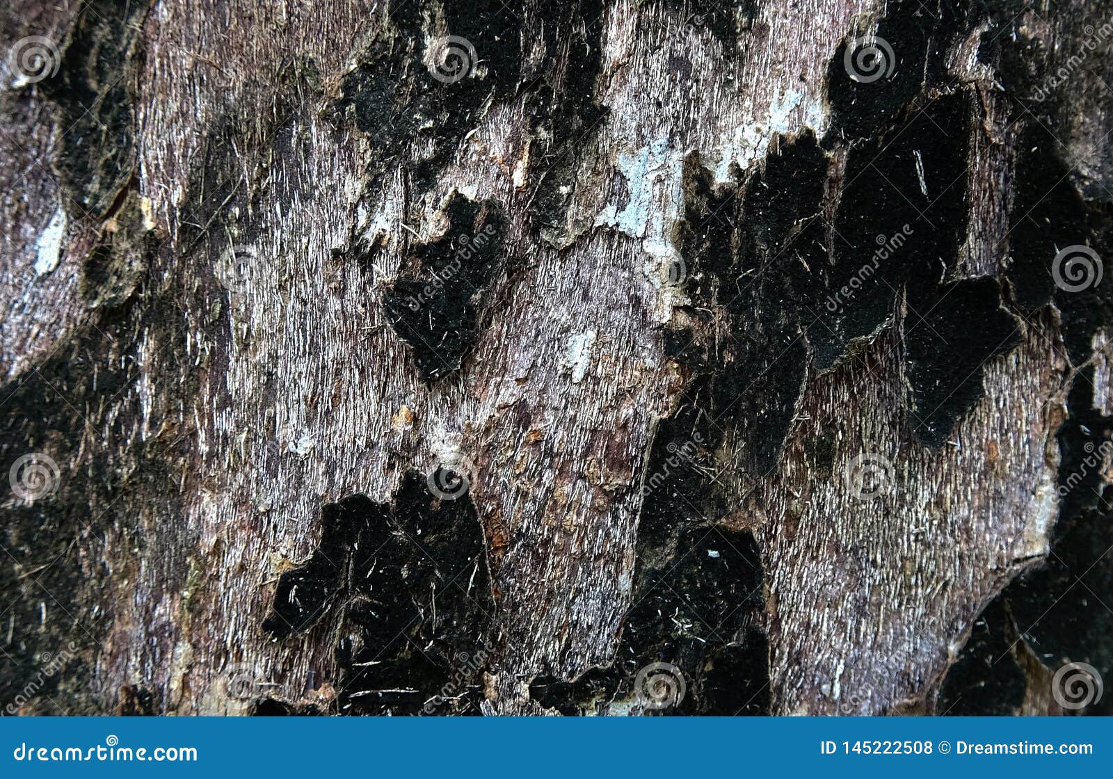 Deadwood Tree Cortex Background Image Stock Photo - Image of background ...
