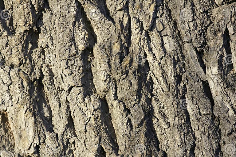 Cortices stock image. Image of macro, rough, bark, forest - 17149983