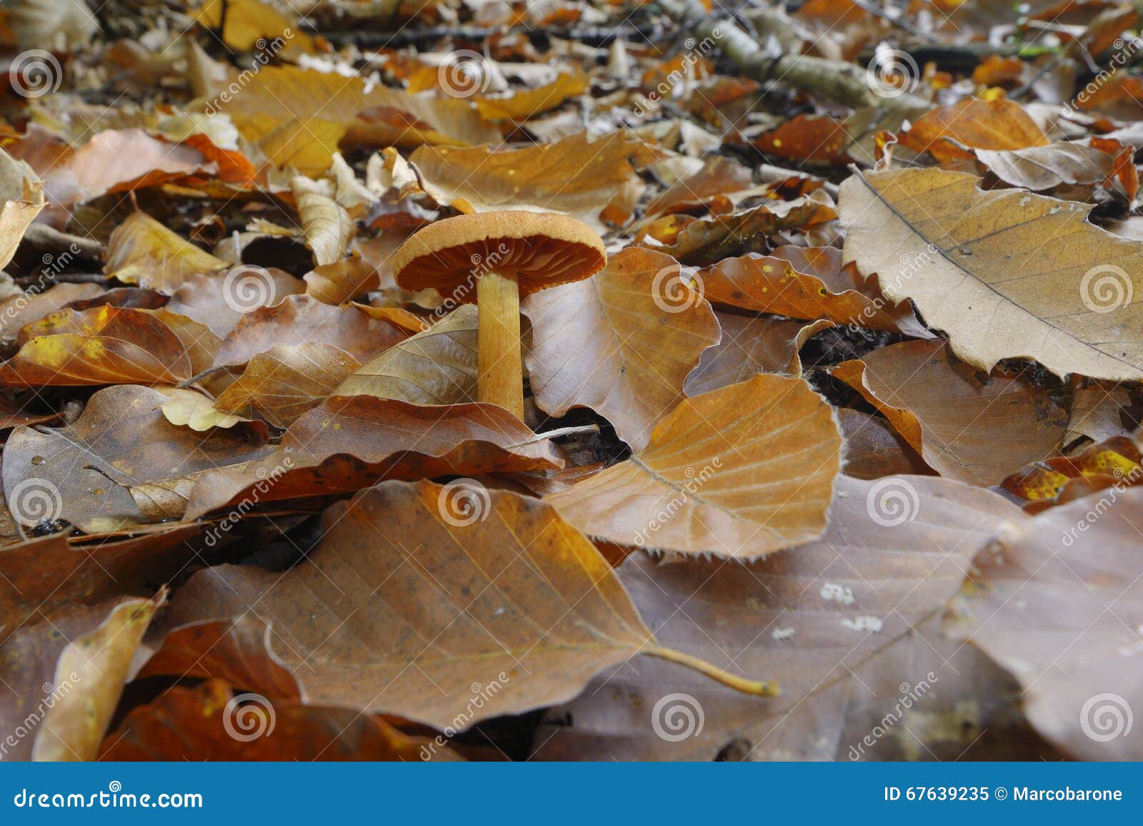 Cortinarius orellanus stock image. Image of fool, moss - 67639235