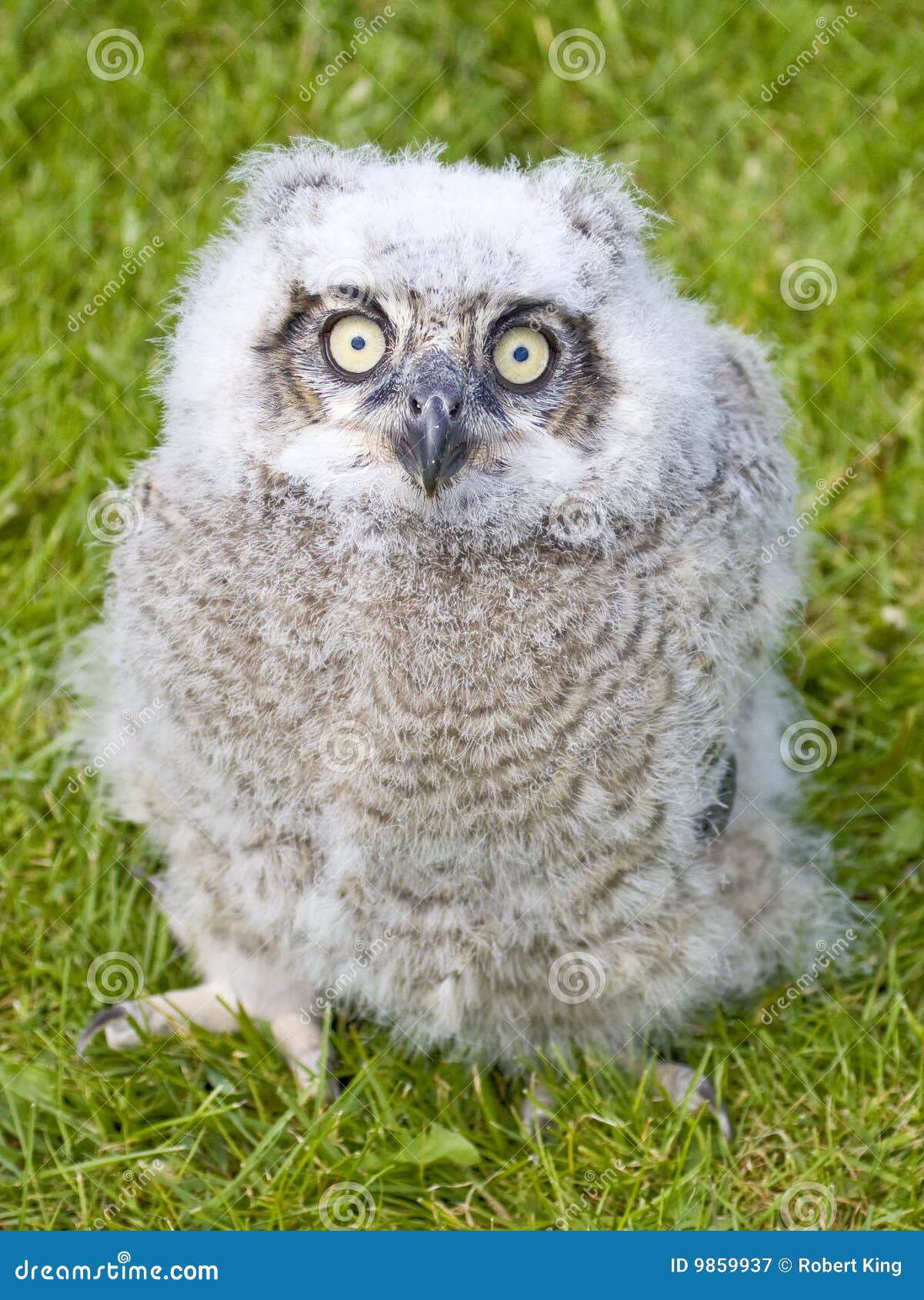 Coruja do bebê imagem de stock. Imagem de coruja, predador - 9859937