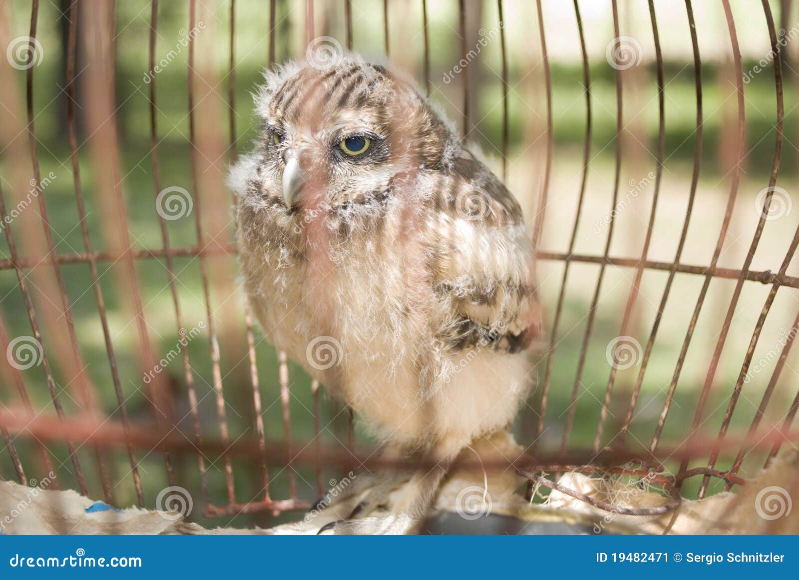 Coruja Do Bebê Em Uma Gaiola Imagem de Stock - Imagem de vida, nave ...