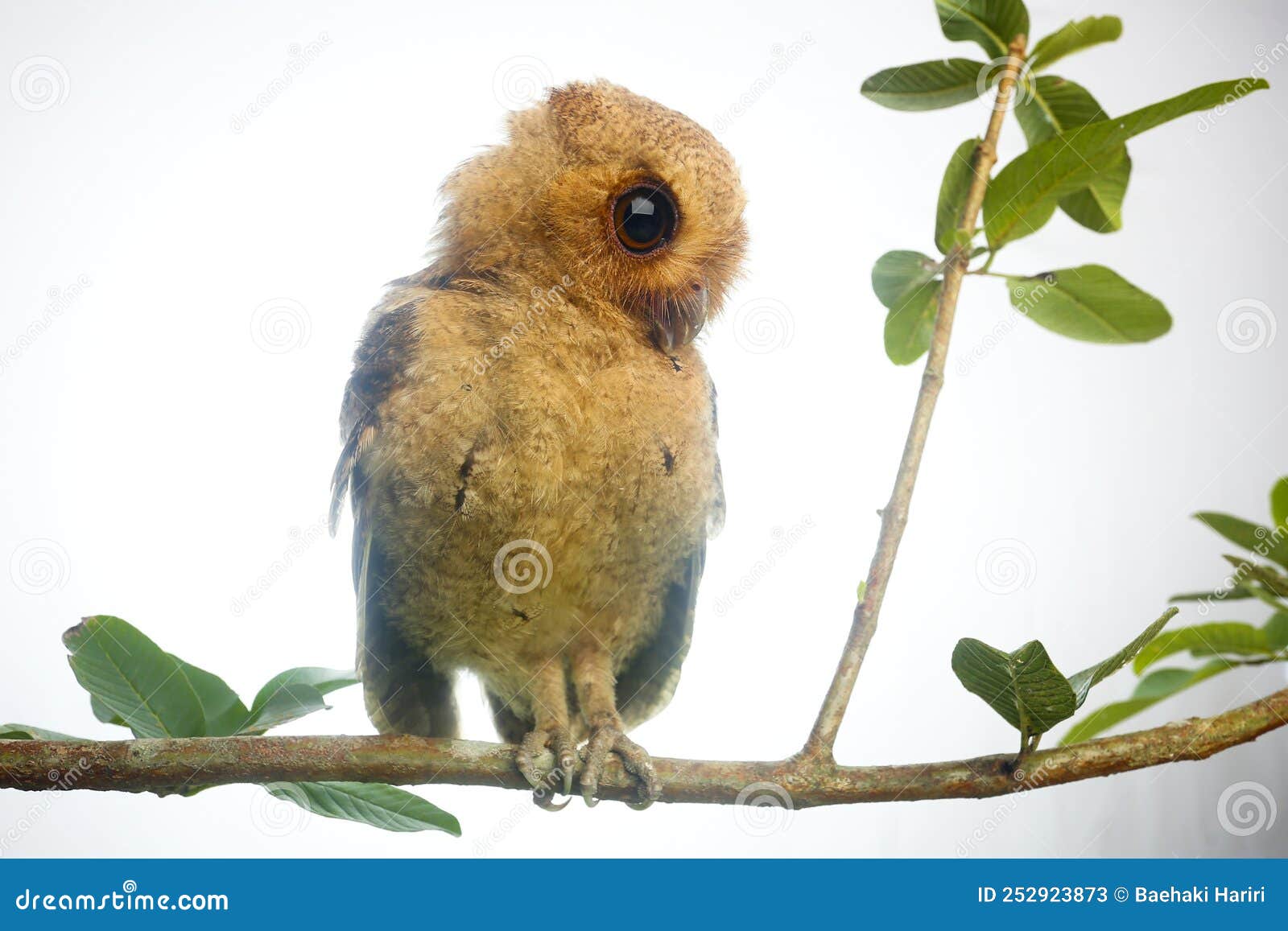 Coruja Empoleirada Em Um Galho Isolada Em Fundo Branco Imagem de Stock ...