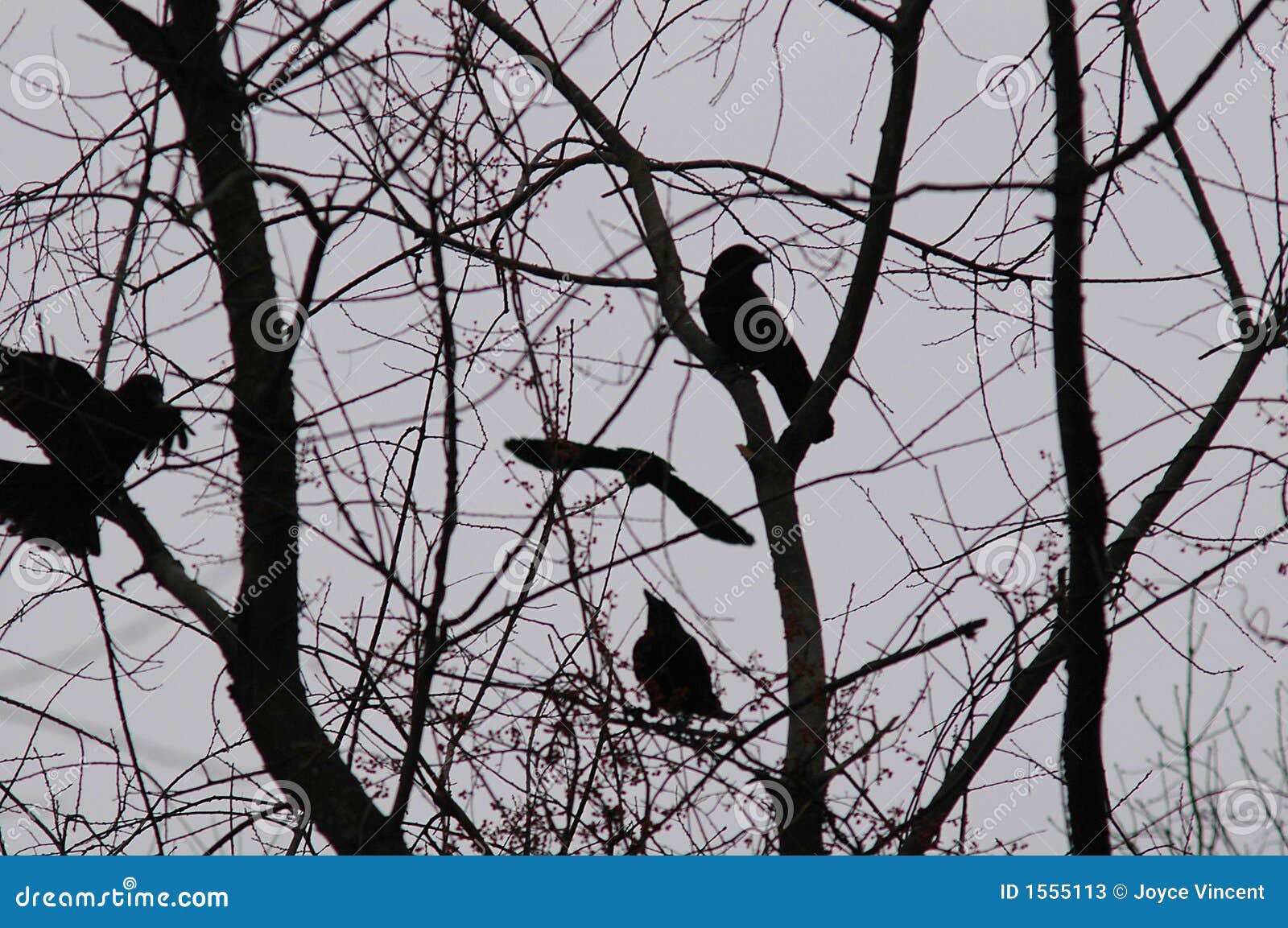 Corvi immagine stock. Immagine di uccelli, isolato, albero - 1555113
