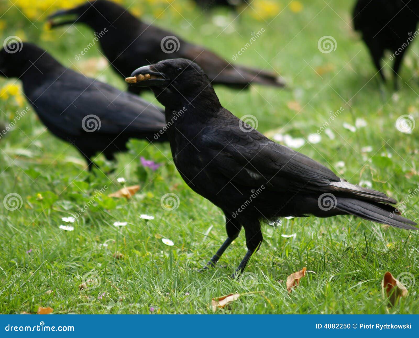 Corvi neri in sosta fotografia stock. Immagine di uccelli - 4082250