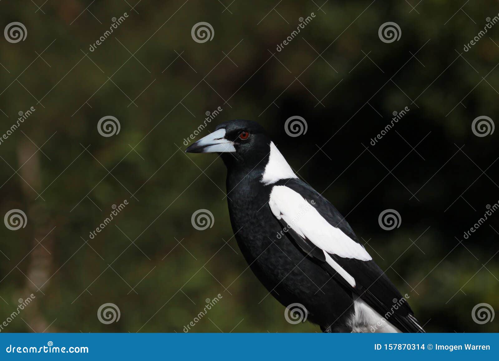 Australasian Corvid - the Magpie Stock Photo - Image of avian, animals ...