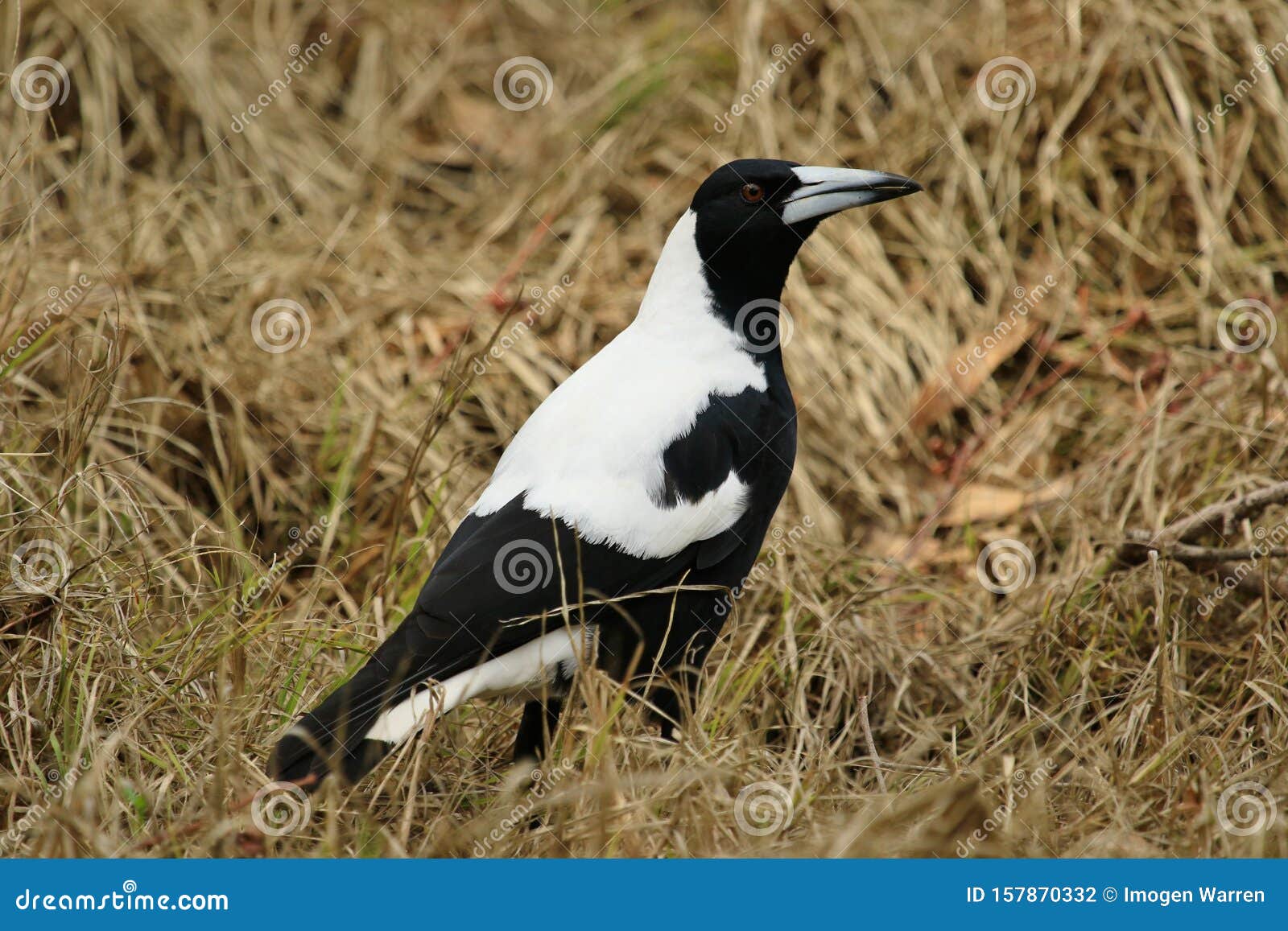 Australasian Corvid - the Magpie Stock Photo - Image of call, endemic ...