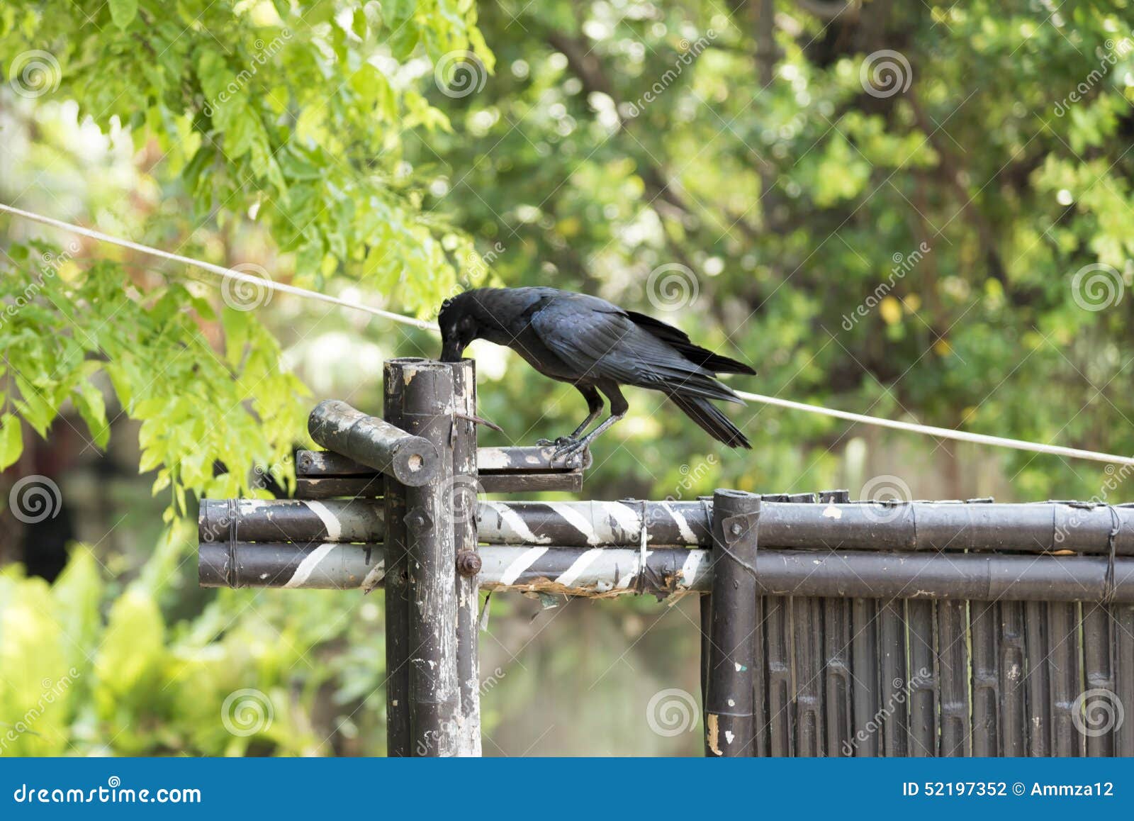 Corvidae bird stock photo. Image of corvus, birdwatching - 52197352