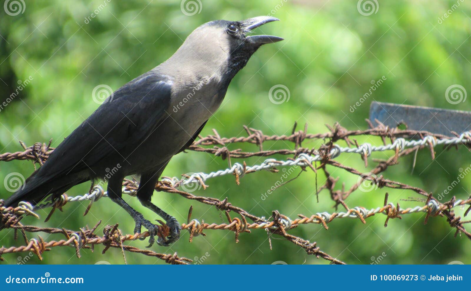 Corvo immagine stock. Immagine di ferro, erbe, alimento - 100069273