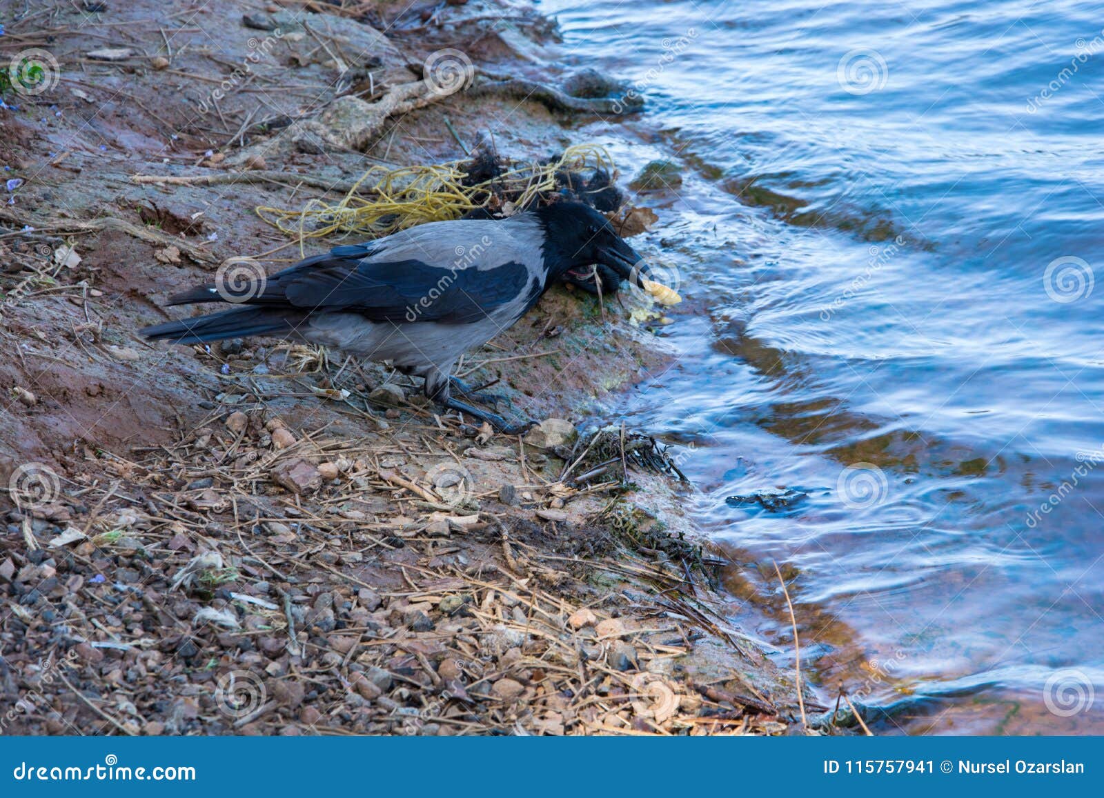 Corvo immagine stock. Immagine di becco, alimento, morso - 115757941