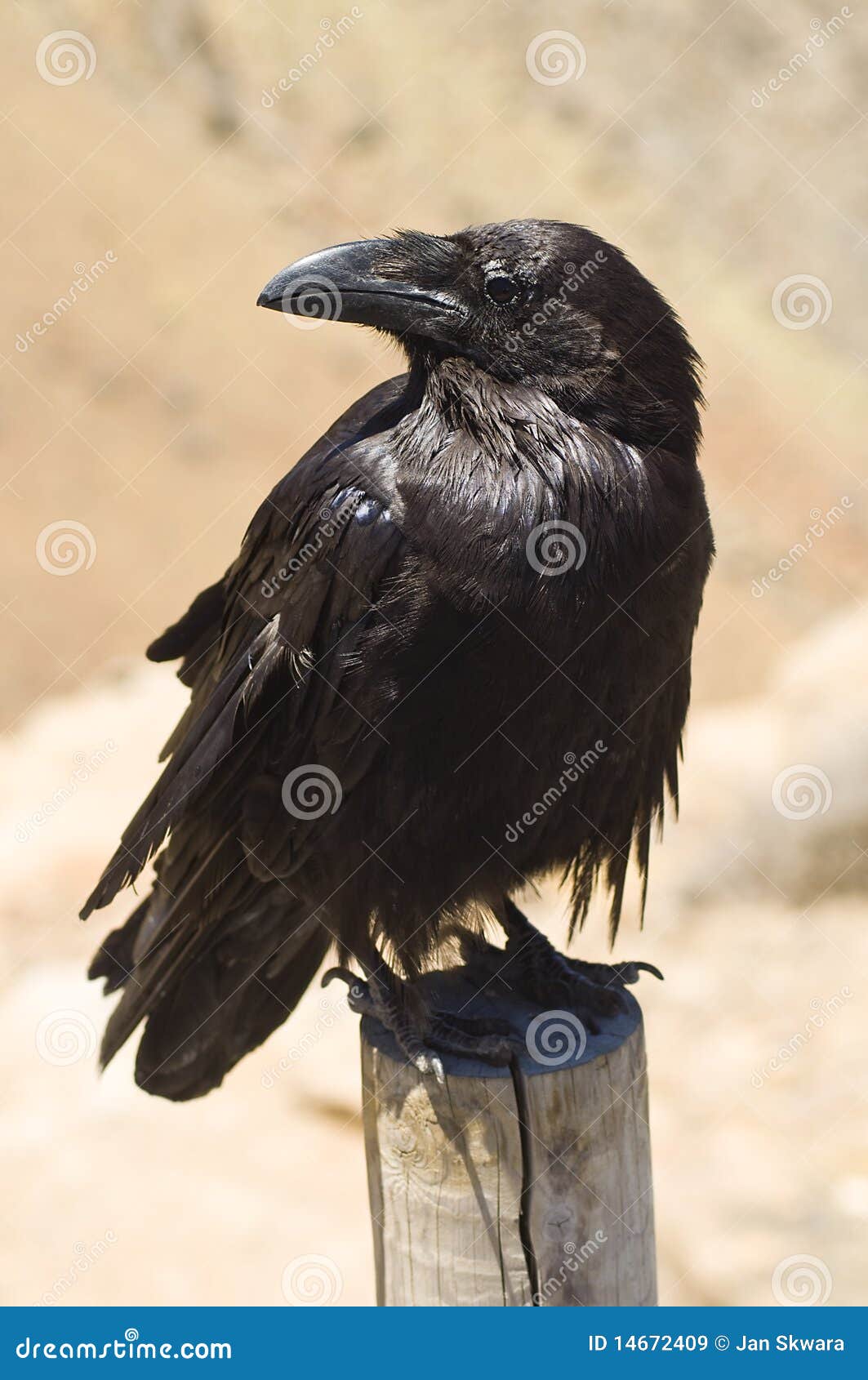 Corvo imagem de stock. Imagem de exterior, vara, wildlife - 14672409