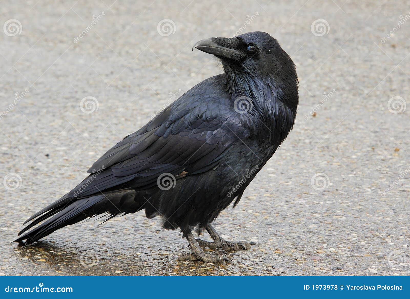 Corvo foto de stock. Imagem de wildlife, montanha, animal - 1973978