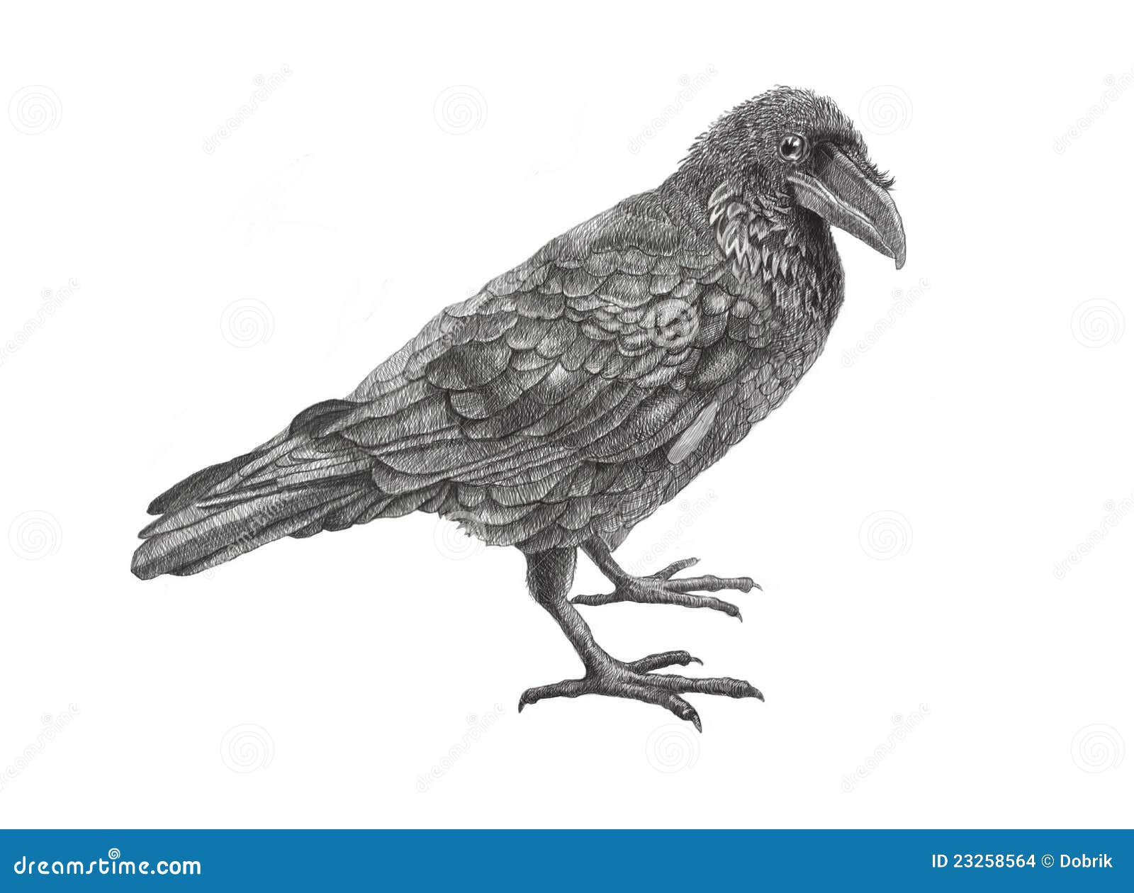 Corvo ilustração stock. Ilustração de detalhado, ravina - 23258564