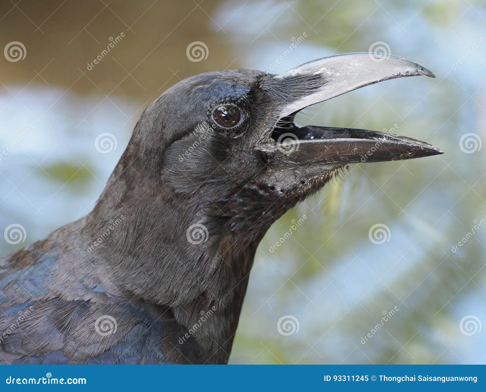 Corvo immagine stock. Immagine di strega, uccello, rubi - 93311245