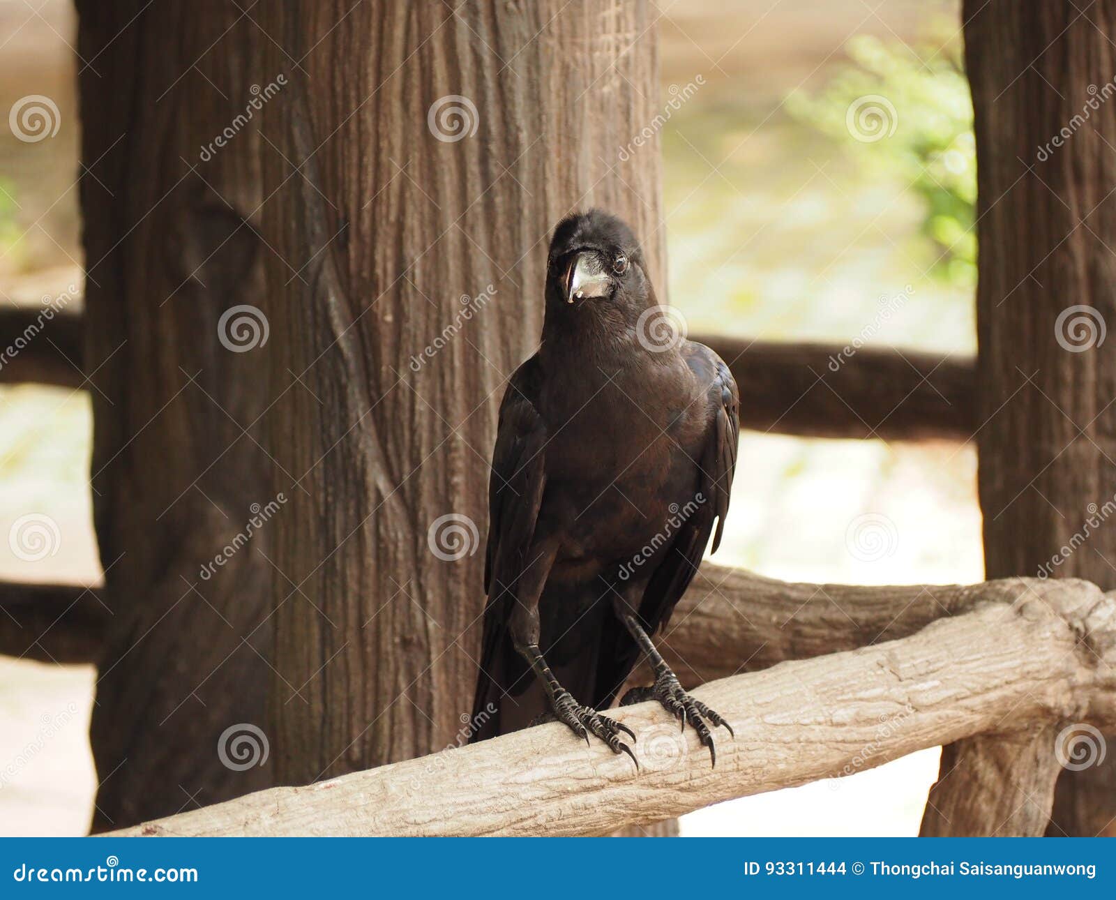 Corvo fotografia stock. Immagine di corvo, natura, tronco - 93311444