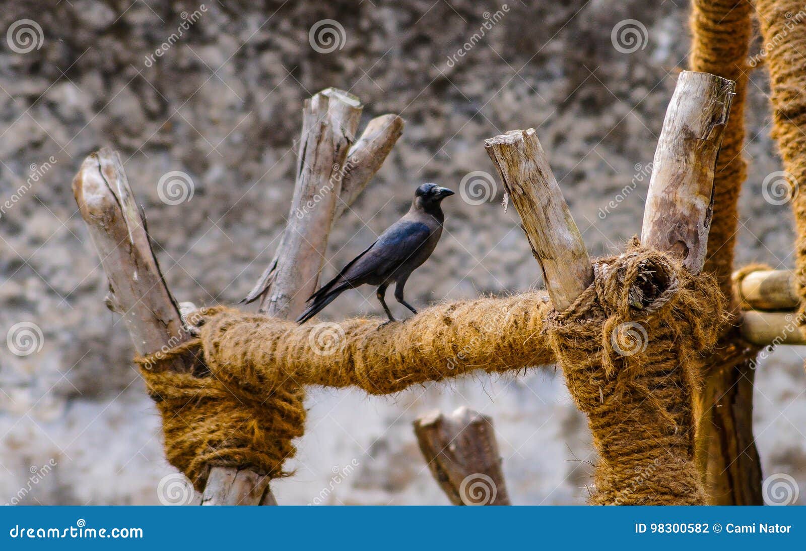 Corvo fotografia stock. Immagine di attesa, corvo, amori - 98300582