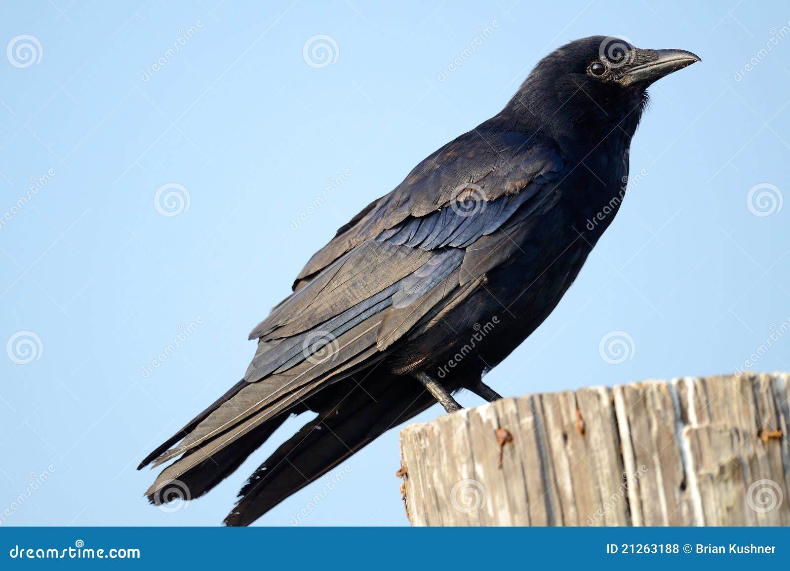 Corvo americano fotografia stock. Immagine di morte, natura - 21263188