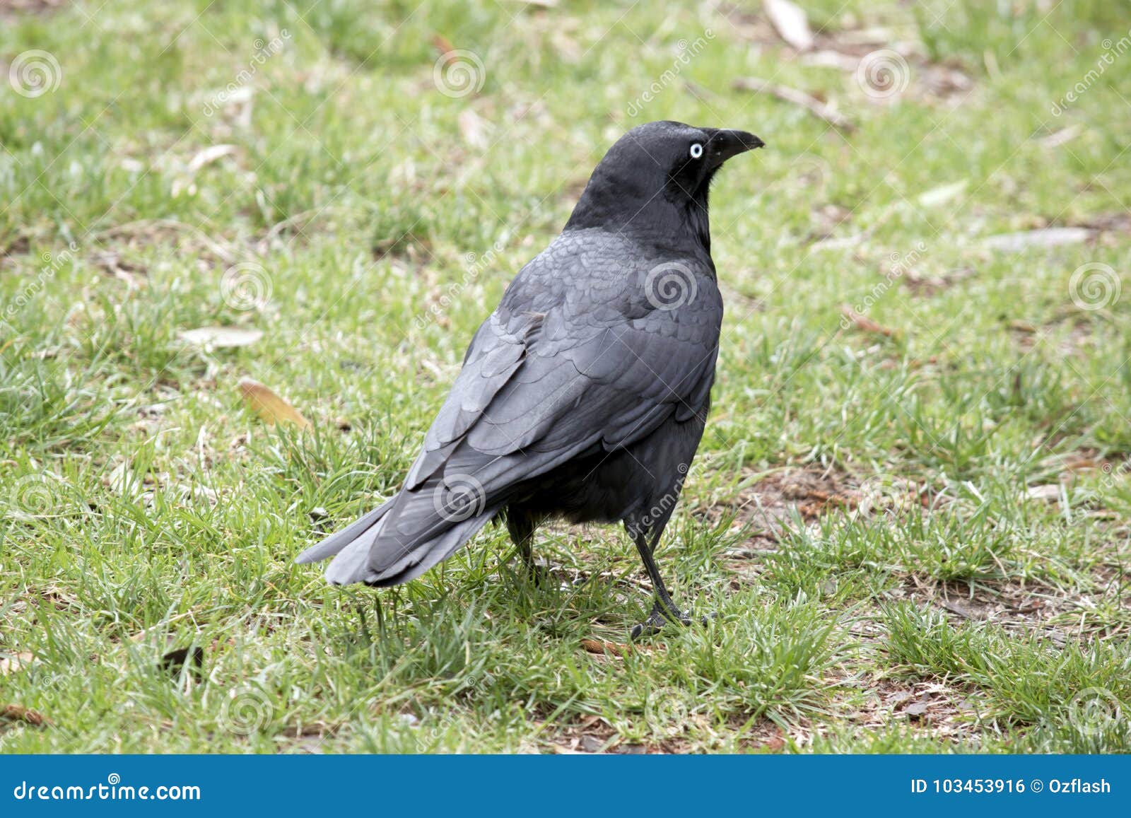 Corvo australiano fotografia stock. Immagine di becco - 103453916