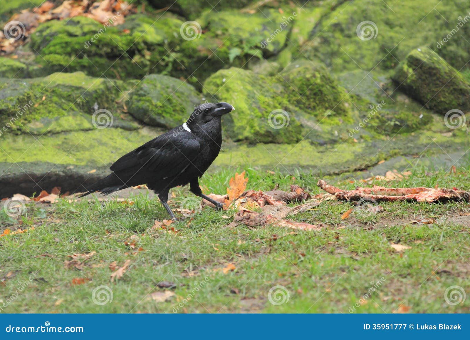Corvo Branco-necked imagem de stock. Imagem de corvo - 35951777