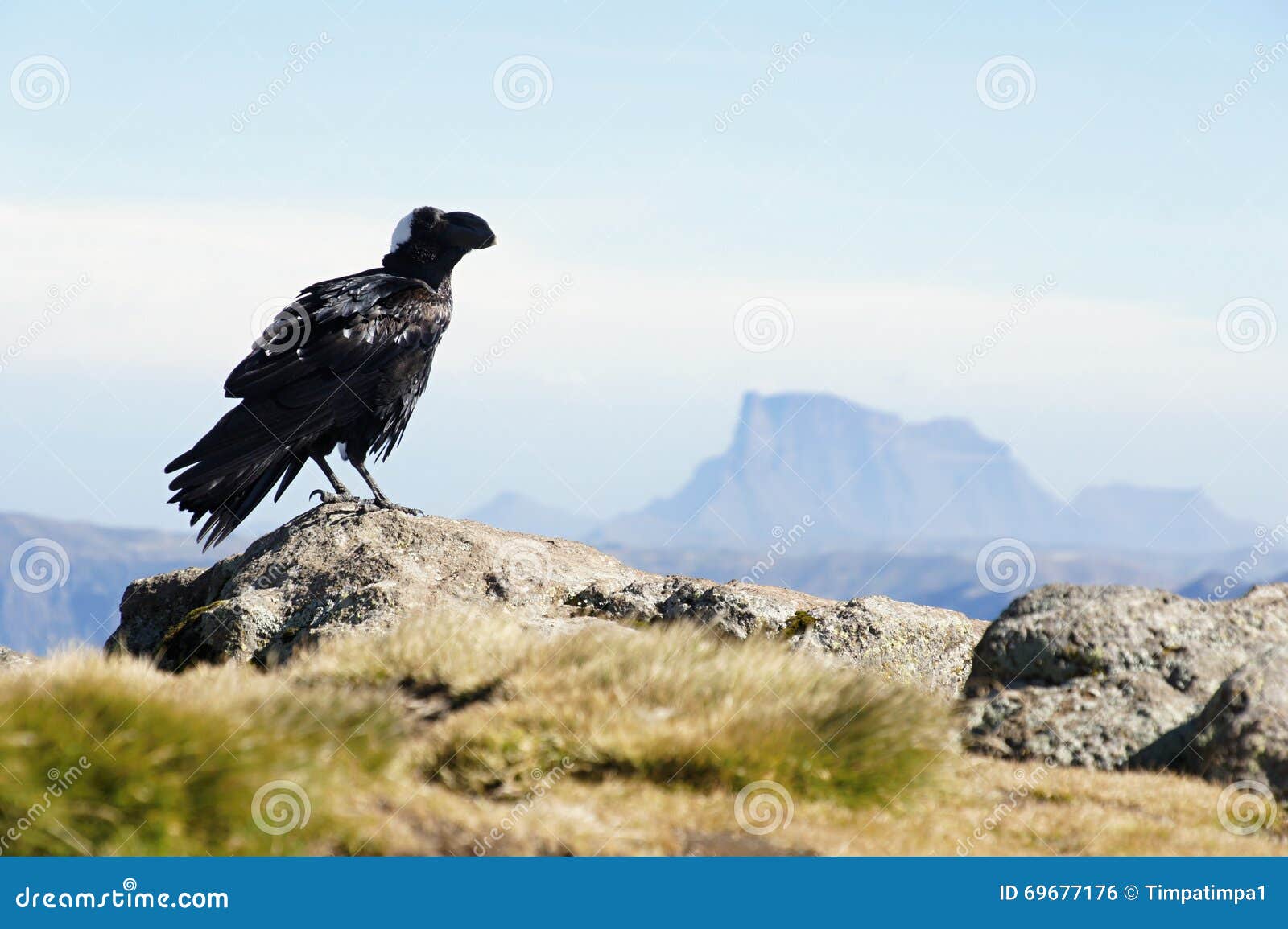 Corvo Branco-necked Em Montanhas De Simien Foto de Stock - Imagem de ...