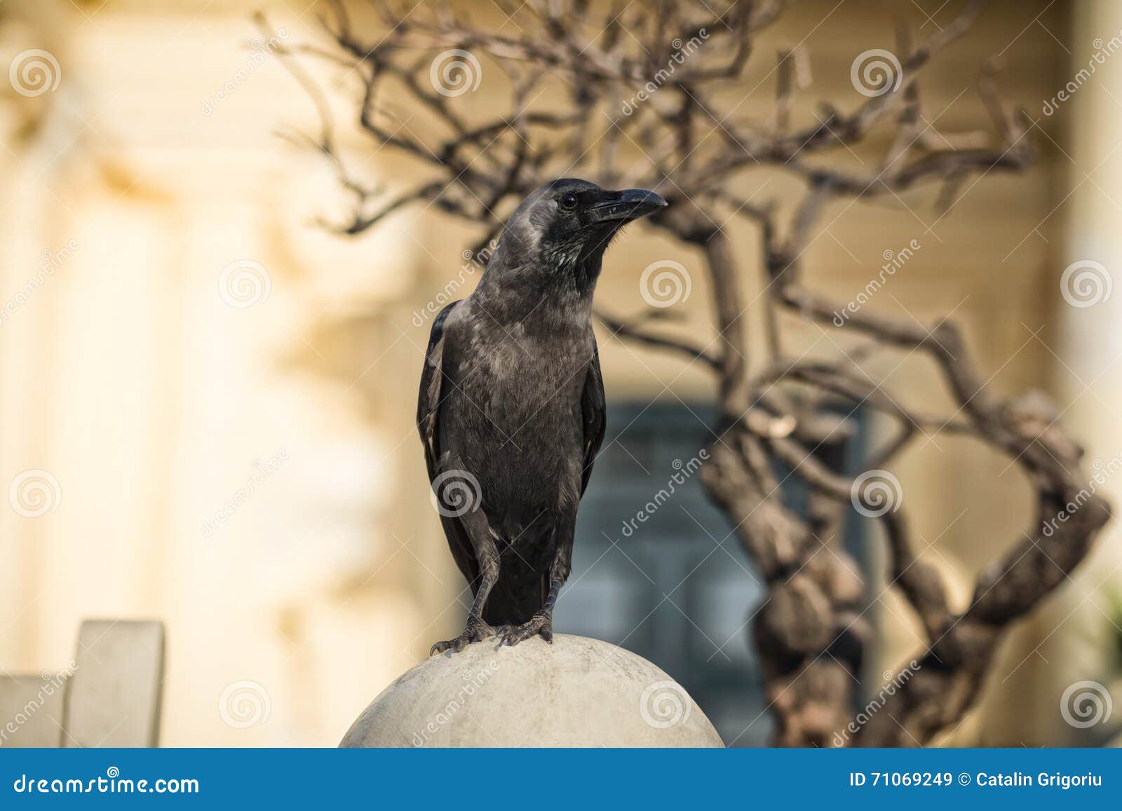 Corvo Che Sta Su Una Statua Nel Parco Immagine Stock - Immagine di ...