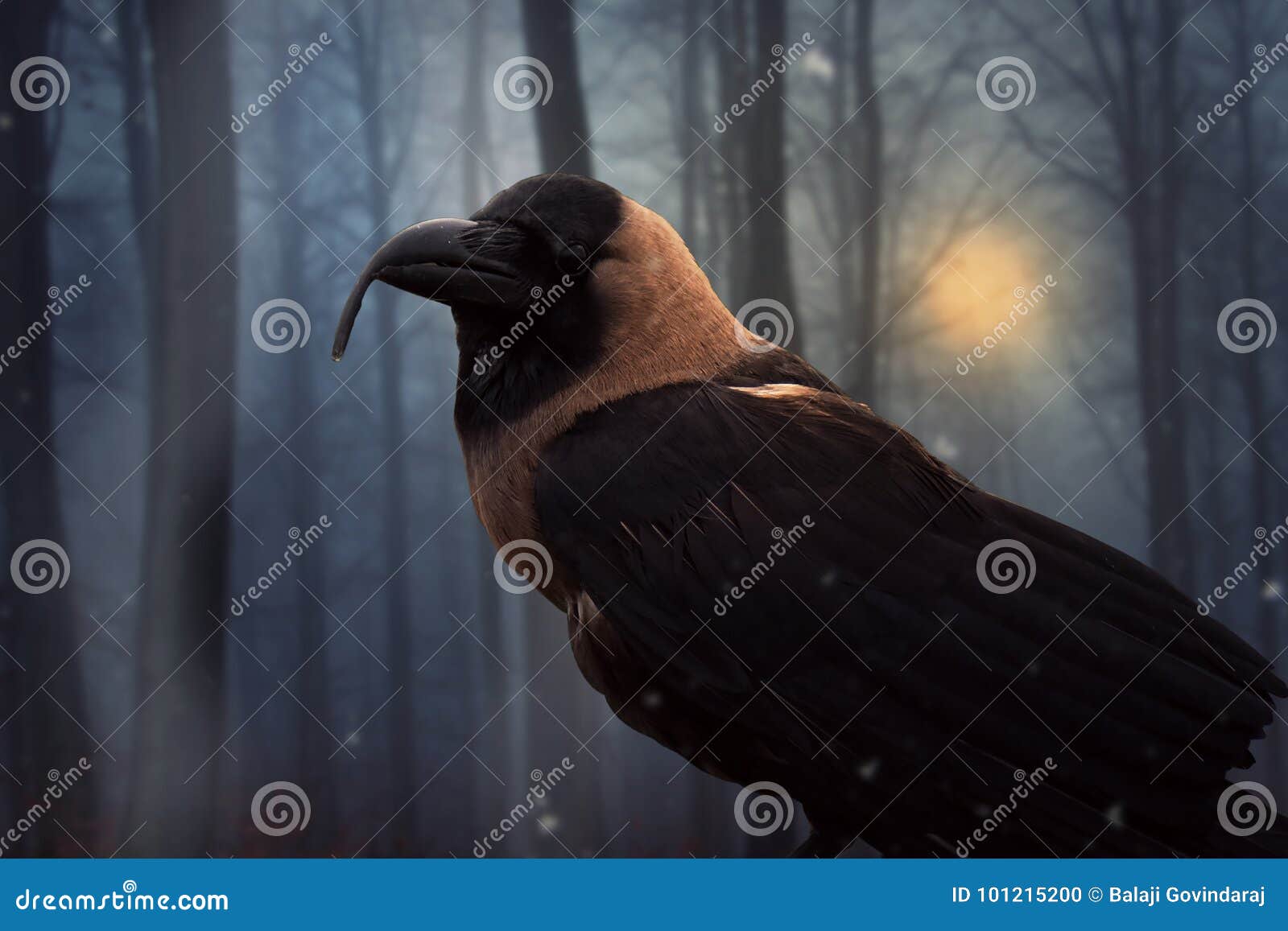 Corvo-com-curvar-bico-floresta Foto de Stock - Imagem de pena, névoa ...