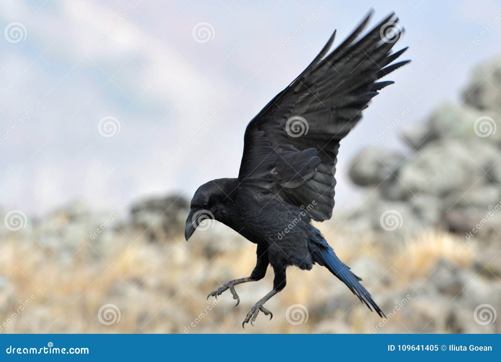 Corvo Comum & X28; Corax& X29 Do Corvus; Imagem de Stock - Imagem de ...