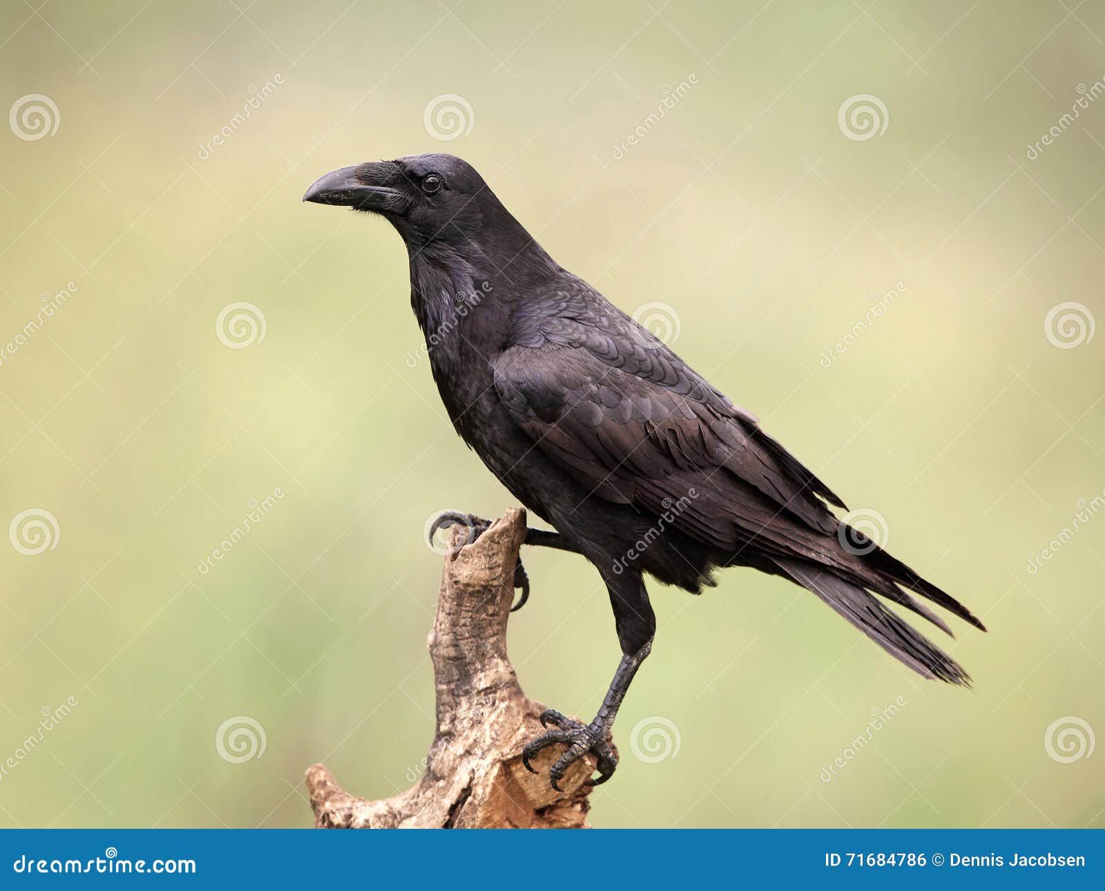 Corvo Comum (corax Do Corvus) Foto de Stock - Imagem de selvagem, preto ...