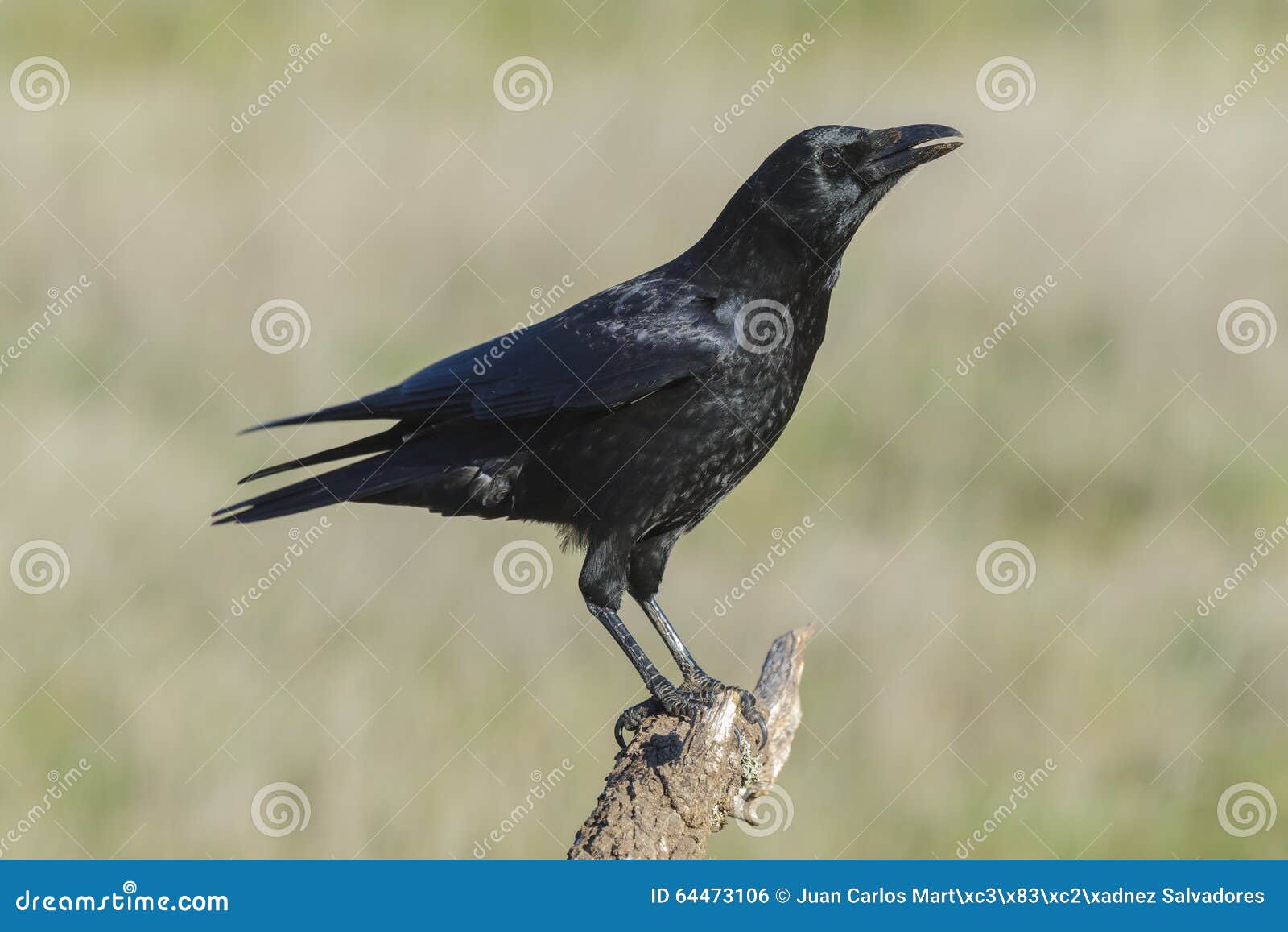 Corvo Comum, (corone Do Corvus) Foto de Stock - Imagem de alimento ...