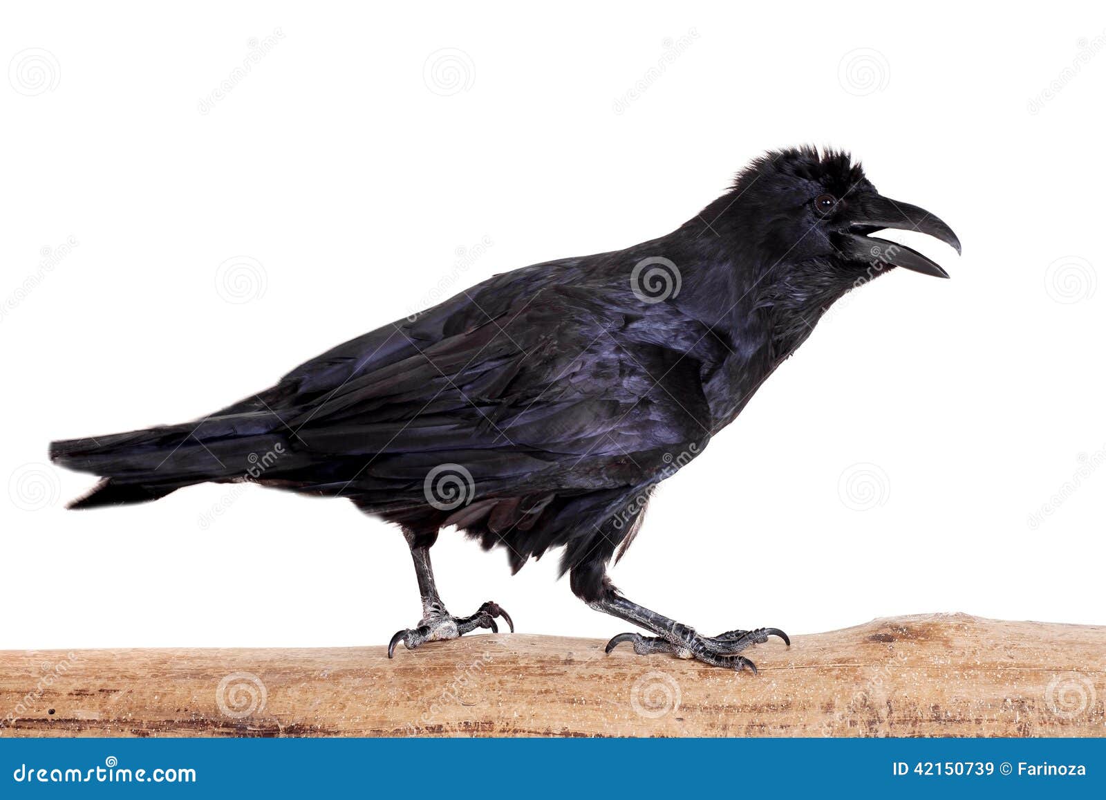 Corvo Comum Isolado No Branco Imagem de Stock - Imagem de escuro ...